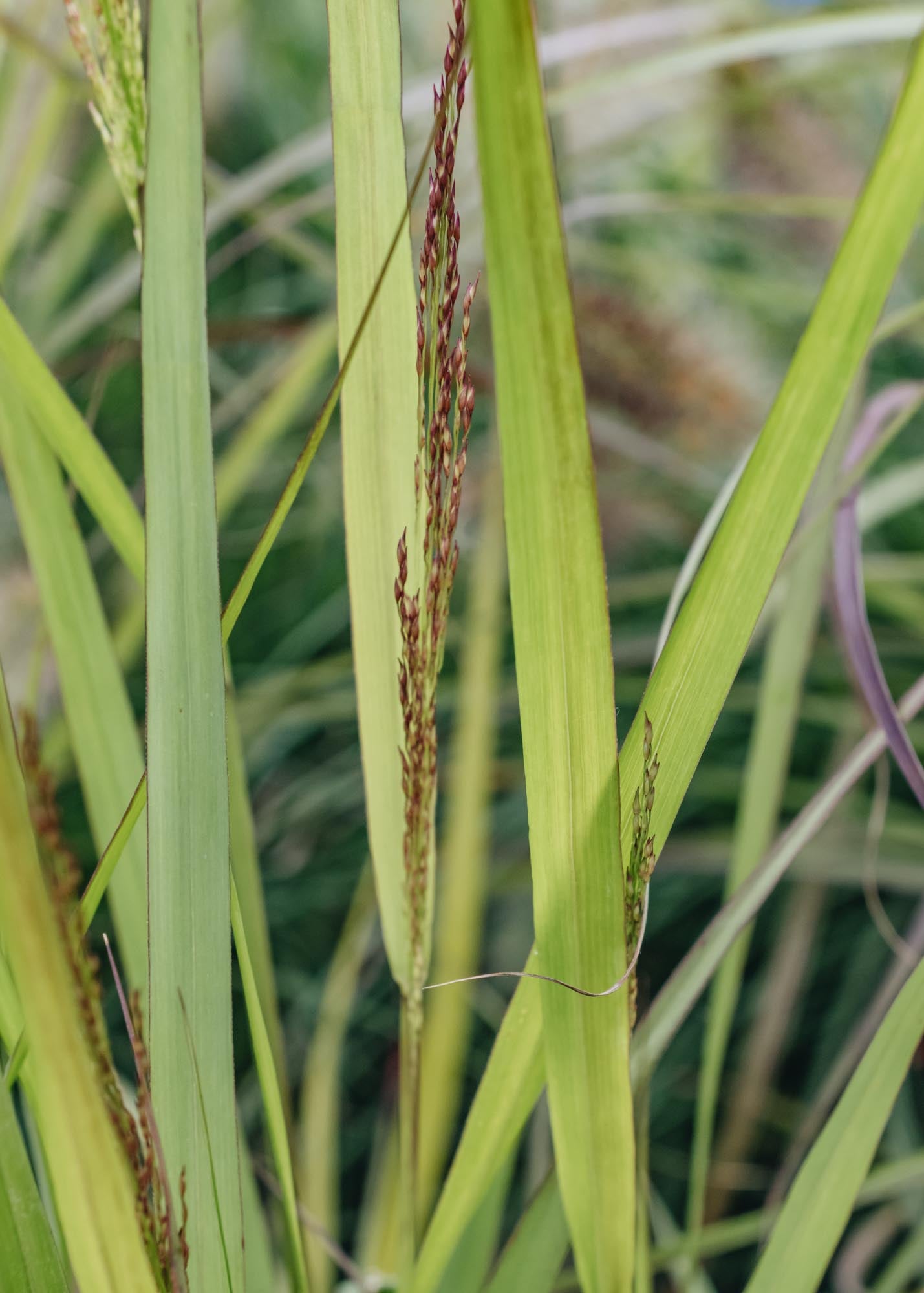 Panicum virgatum Warrior | Burford Garden Co.