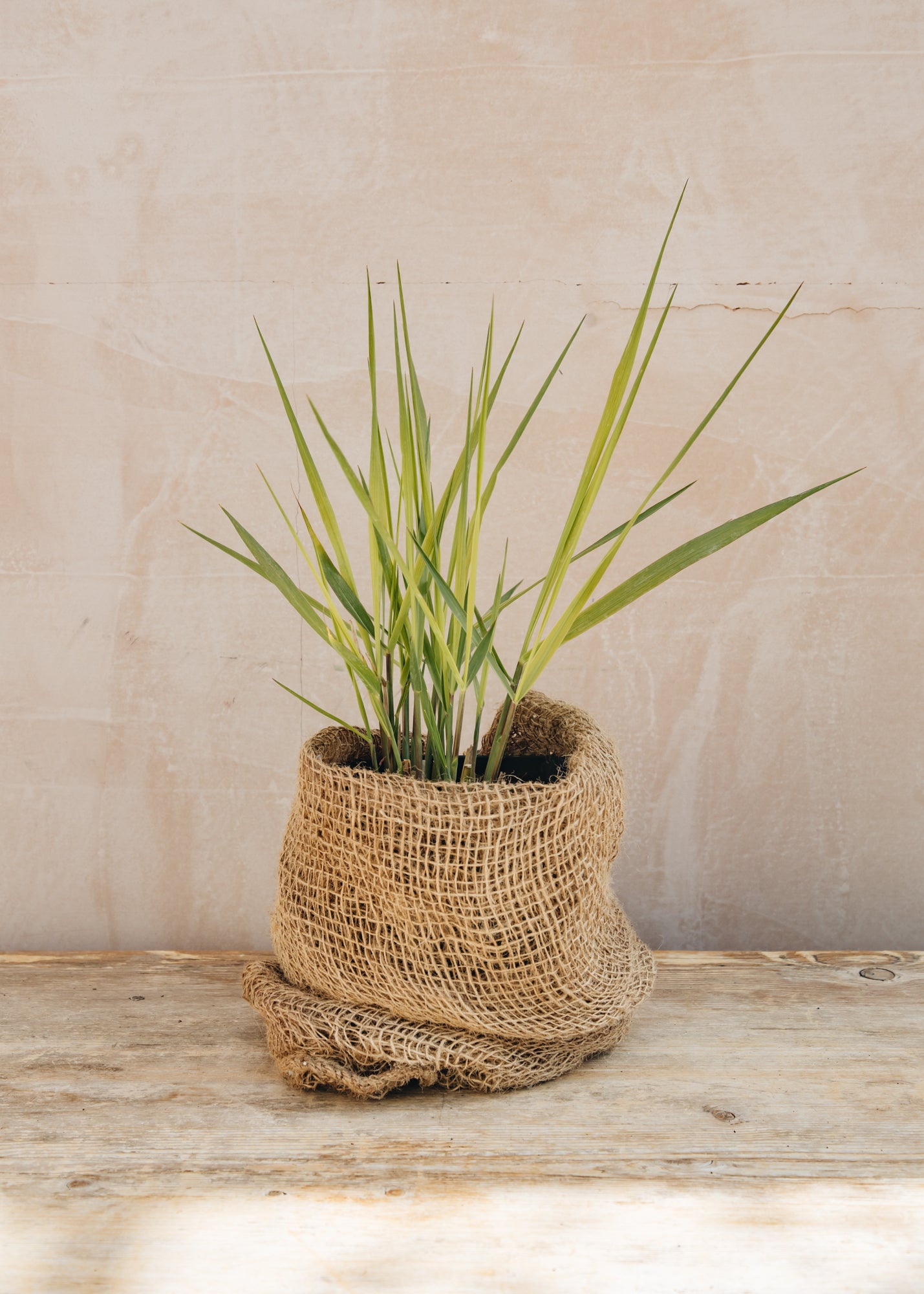 Panicum virgatum Blue Fountain, 2L – Burford Garden Co.