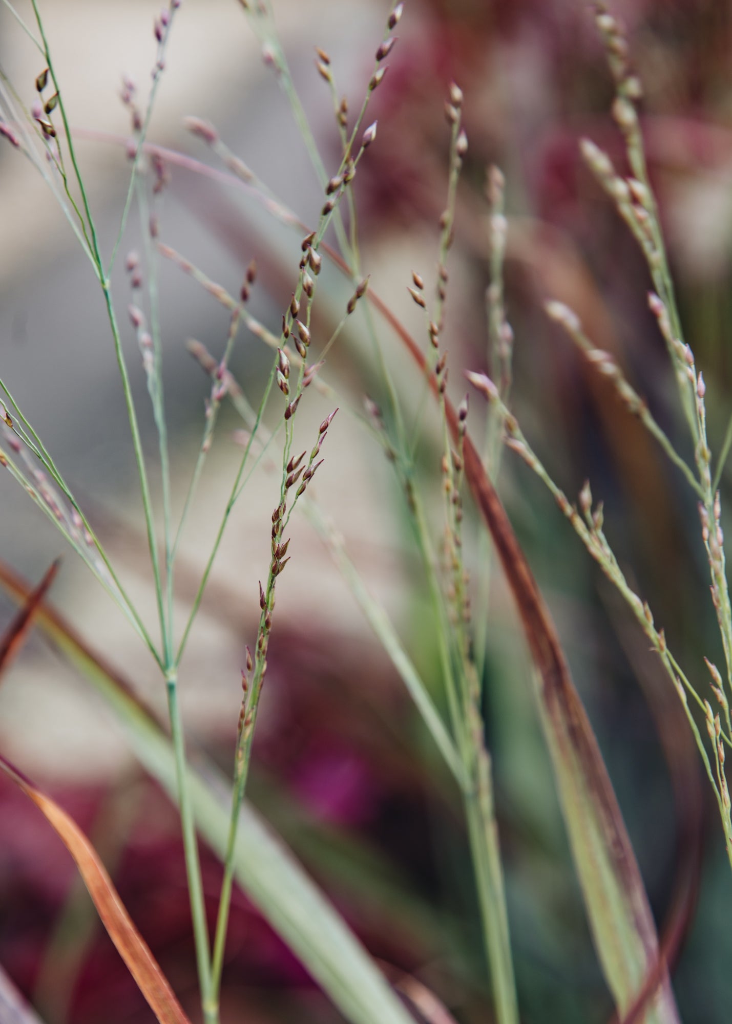 Panicum virgatum 'Hot Rod', 3L – Burford Garden Co.