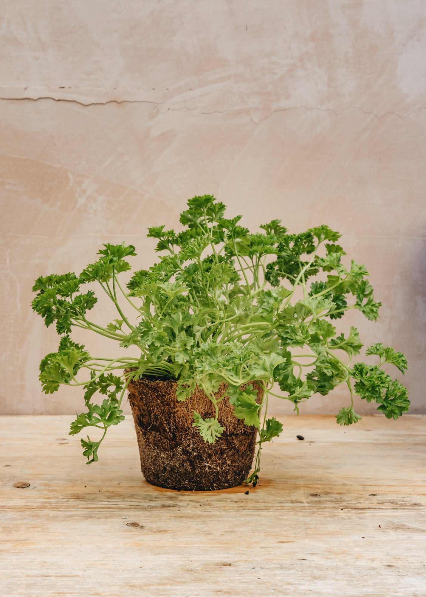 Parsley, Moss Curled, 1L – Burford Garden Co.