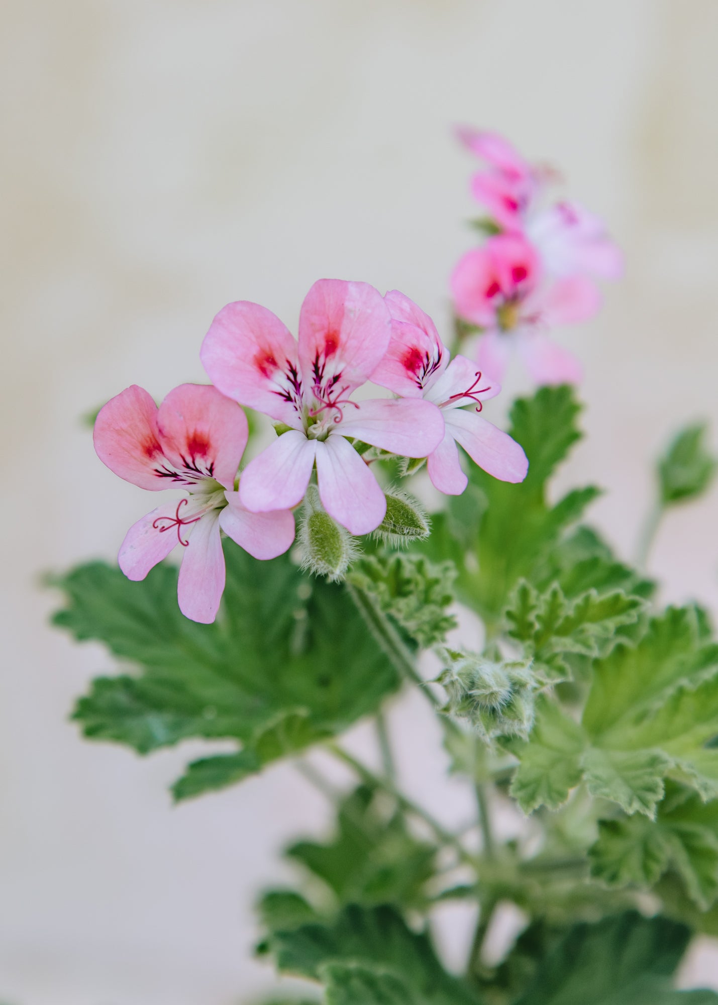 Pelargonium Sweet Mimosa – Burford Garden Co.