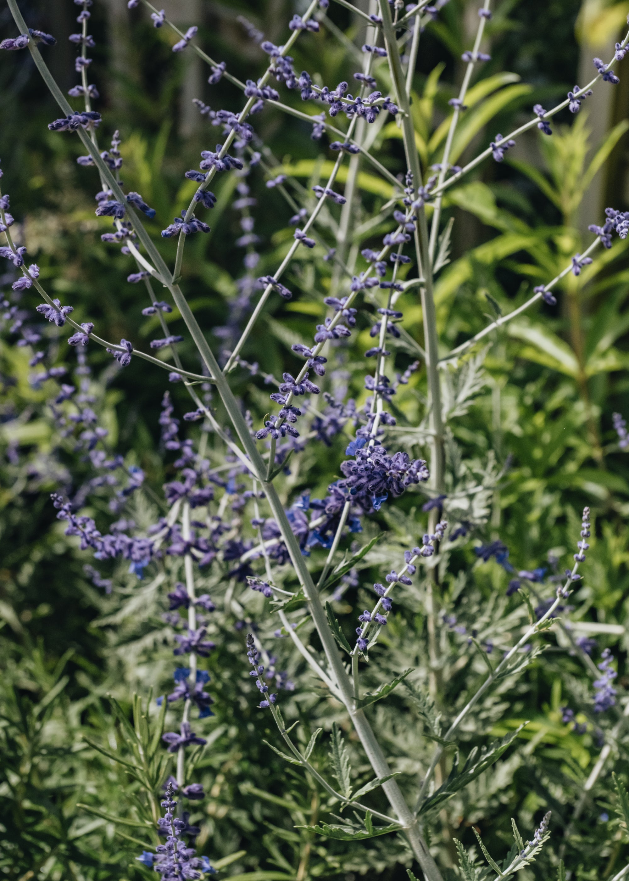 Perovskia Blue Spire AGM | Burford Garden Co.