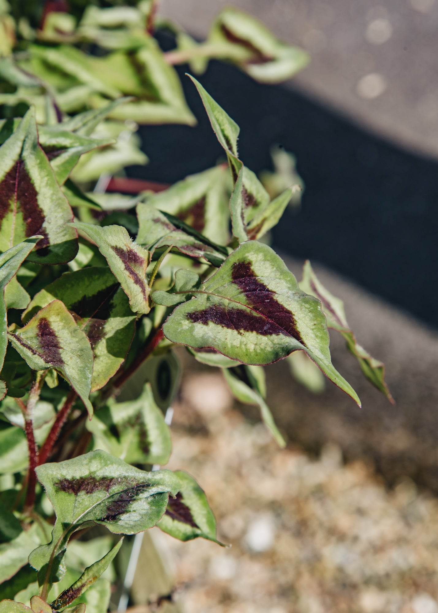 Persicaria microcephala 'Purple Fantasy', 2/3L – Burford Garden Co.