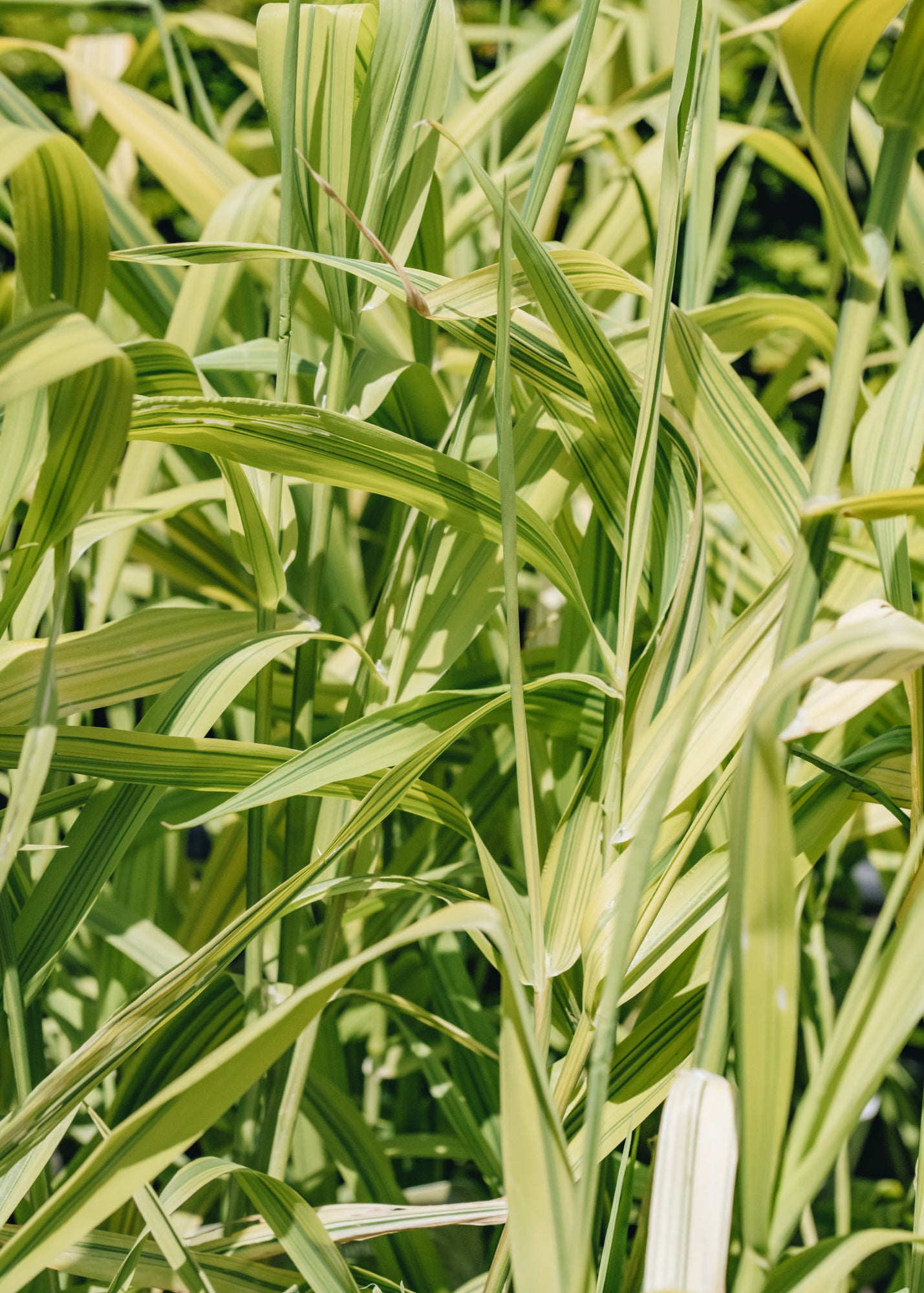 Phalaris Arctic Sun, 2/3L – Burford Garden Co.