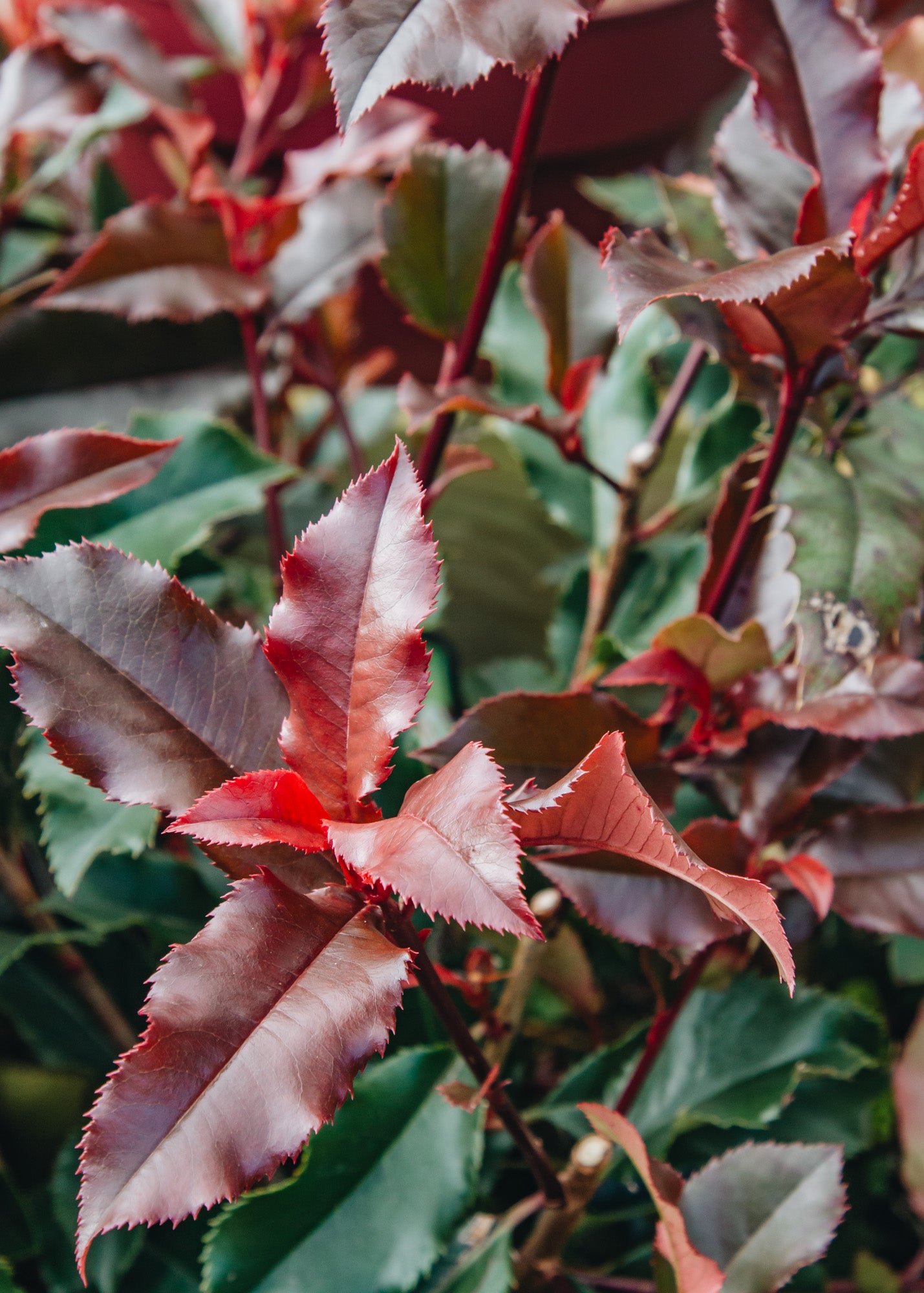 Photinia x fraseri Magical Volcano, 3L – Burford Garden Co.
