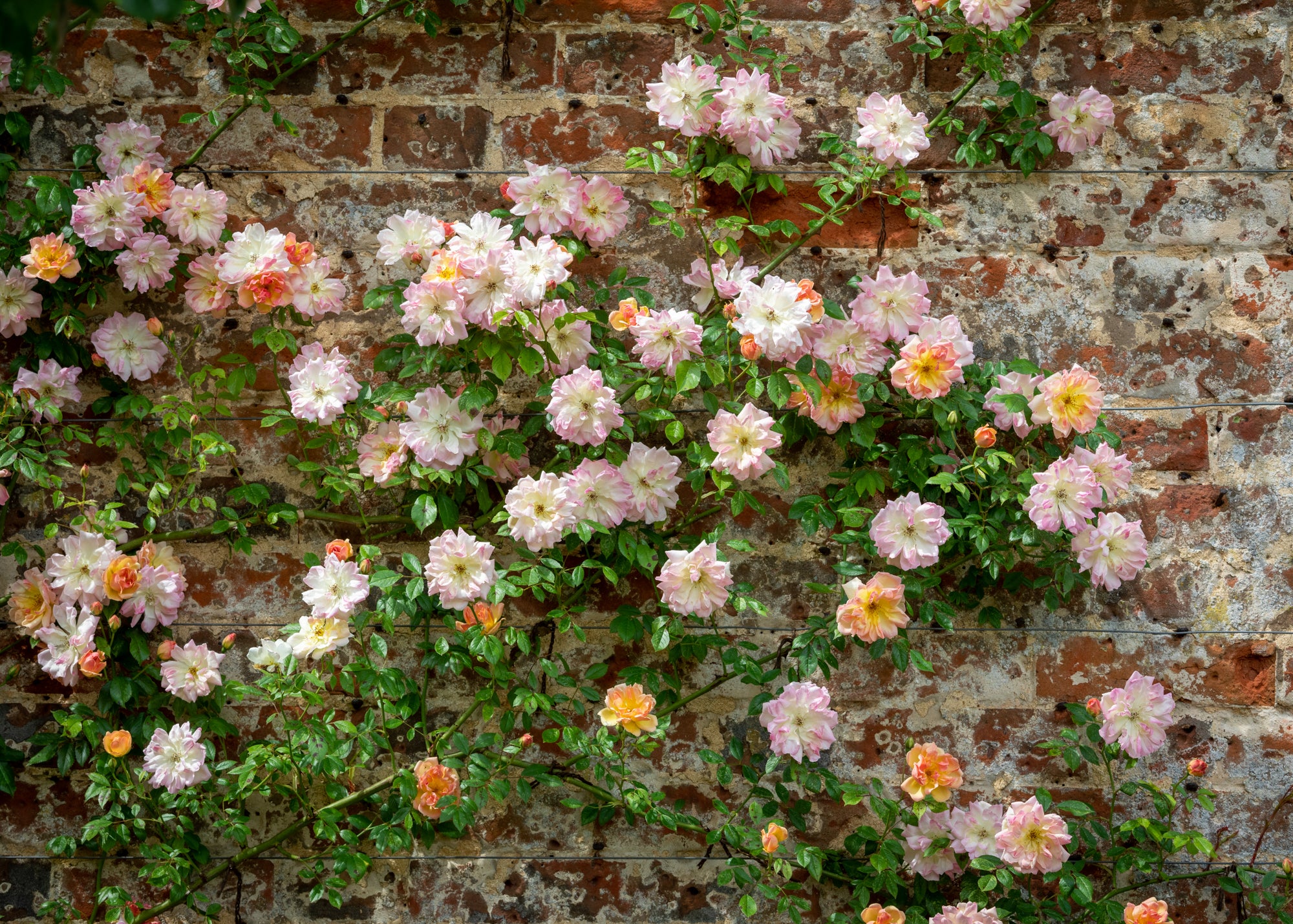 David Austin Phyllis Bide Rose | Roses | Burford Garden Co.