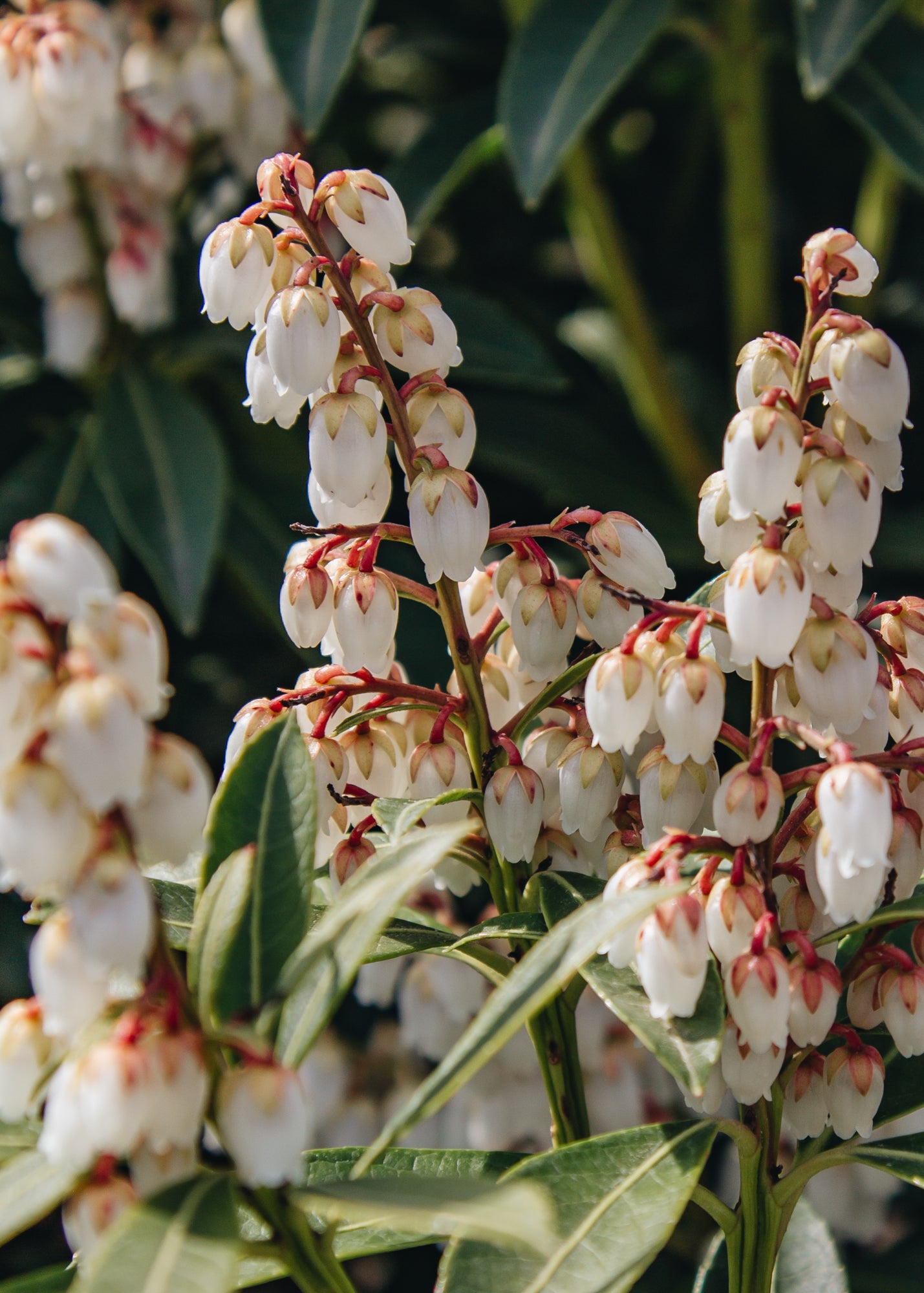 Pieris japonica Cupido, 15L – Burford Garden Co.