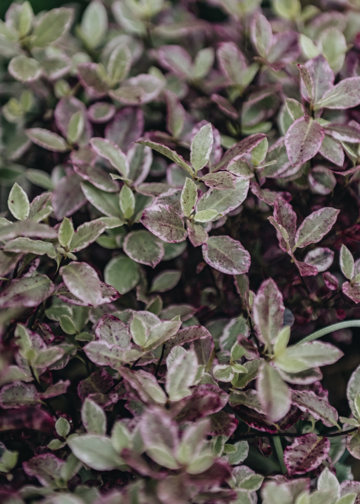 Pittosporum tenufolium 'Bannow Bay', 4L – Burford Garden Co.