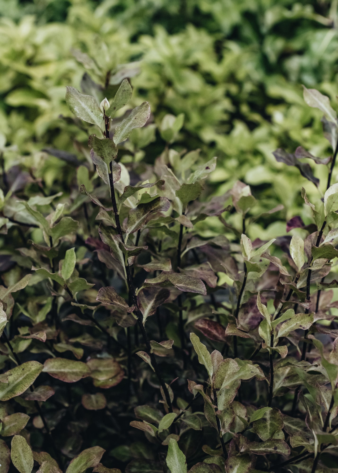 Pittosporum Tenufolium Tom Thumb | Burford Garden Co.