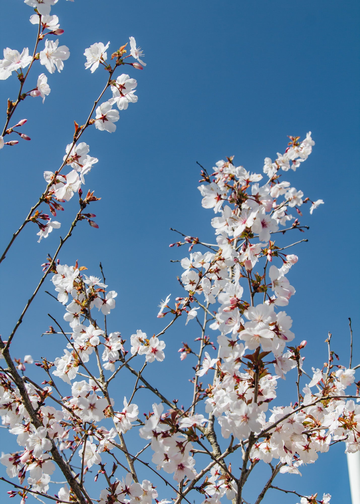 Prunus incisa The Bride AGM, 12L – Burford Garden Co.