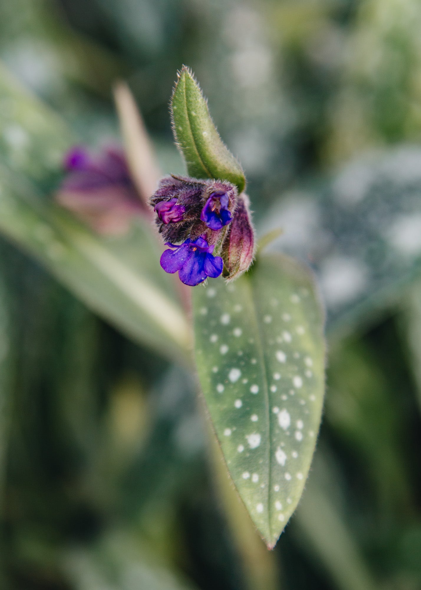 Pulmonaria Miss Elly, 2/3L – Burford Garden Co.