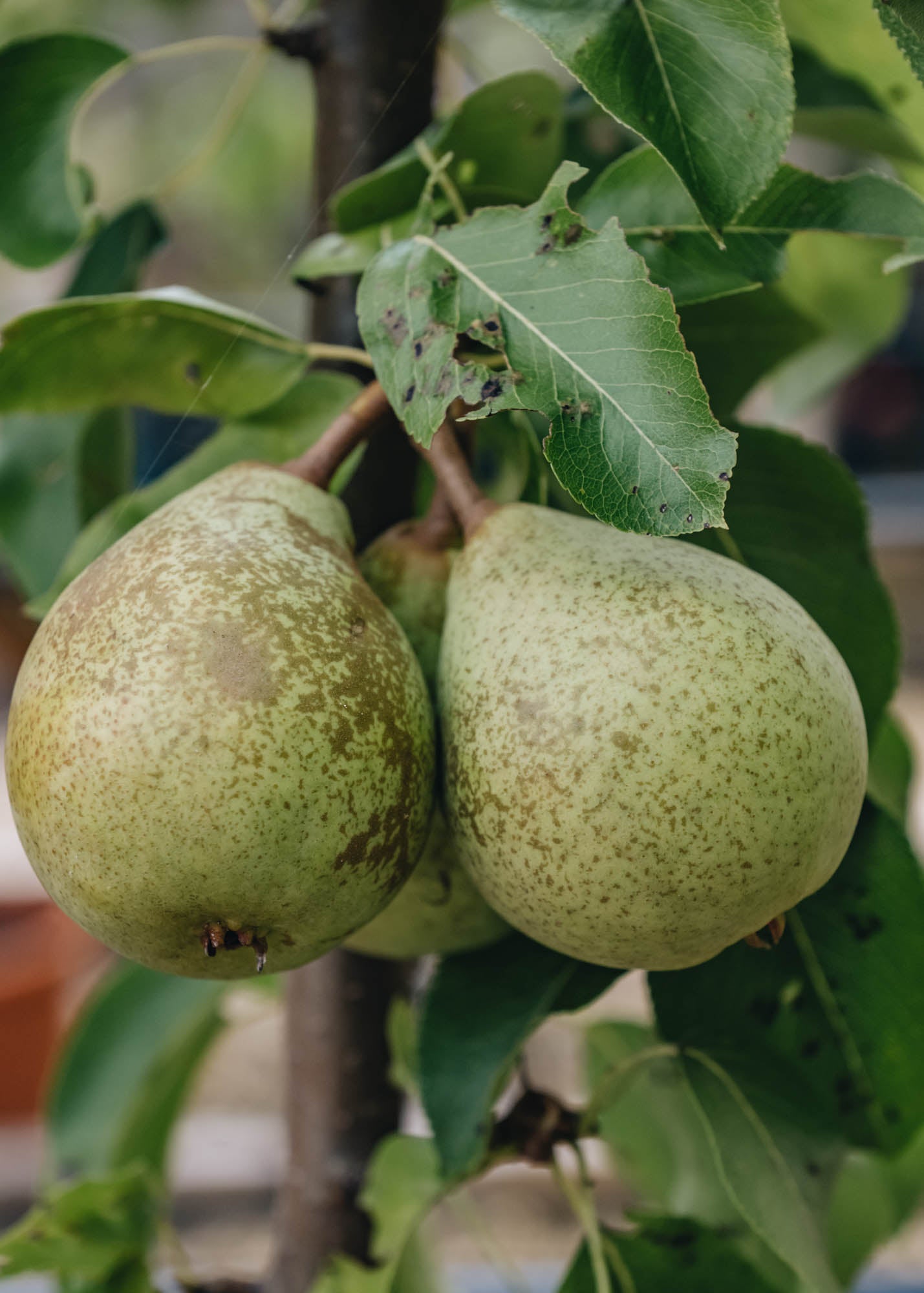 Pyrus communis Beth Bush (Pear) 12L – Burford Garden Co.