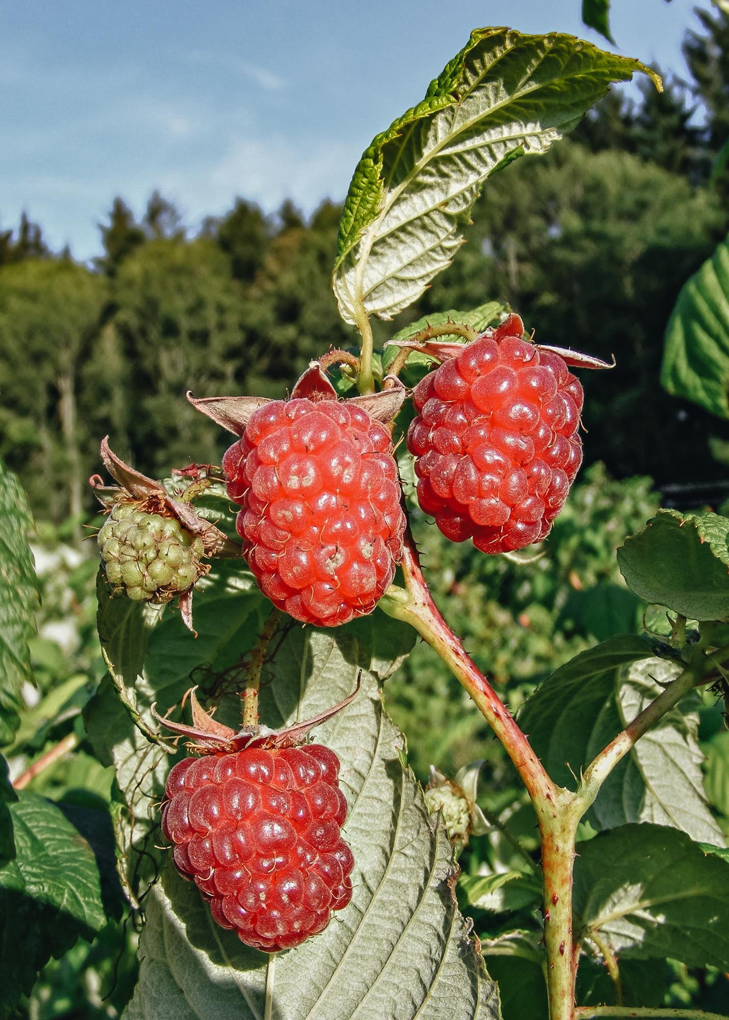 Rubus idaeus Autumn Bliss (Raspberry), 3L – Burford Garden Co.