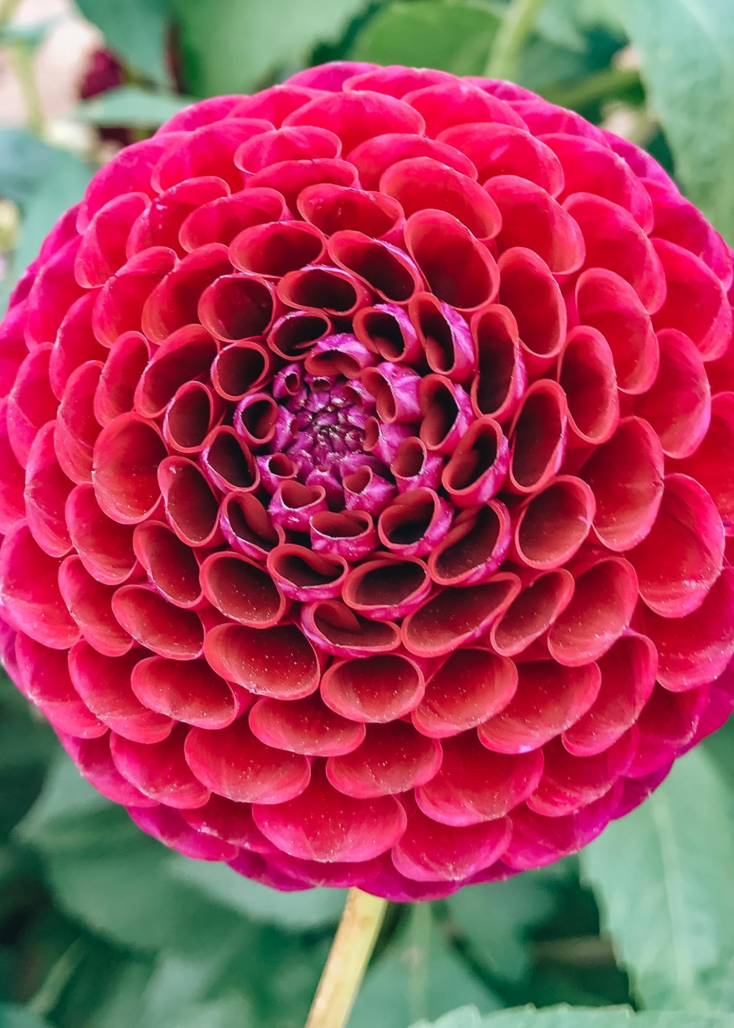 Dahlia 'Rocco' Tubers – Burford Garden Co.