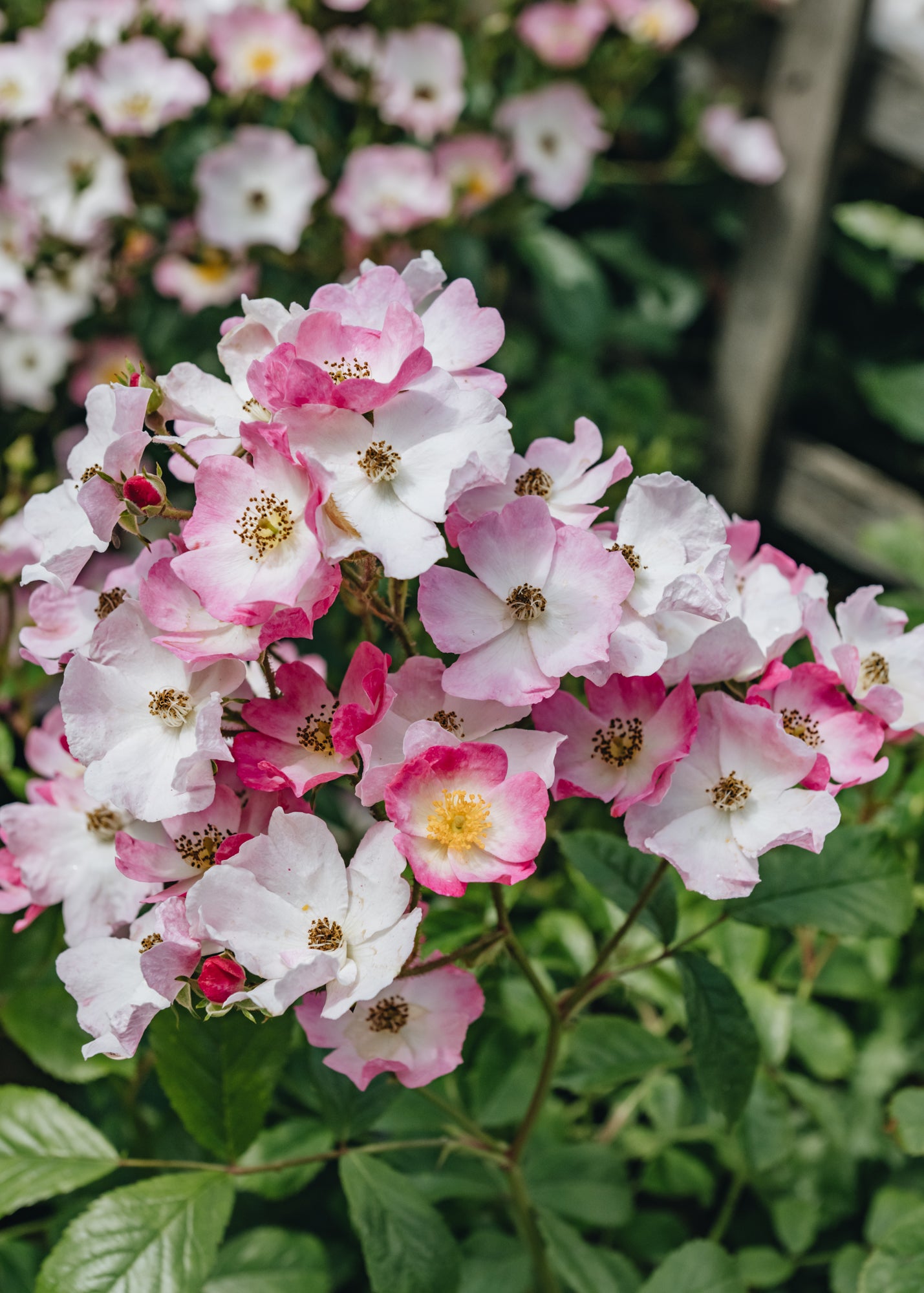 Ballerina AGM Rose | Roses | Burford Garden Co.
