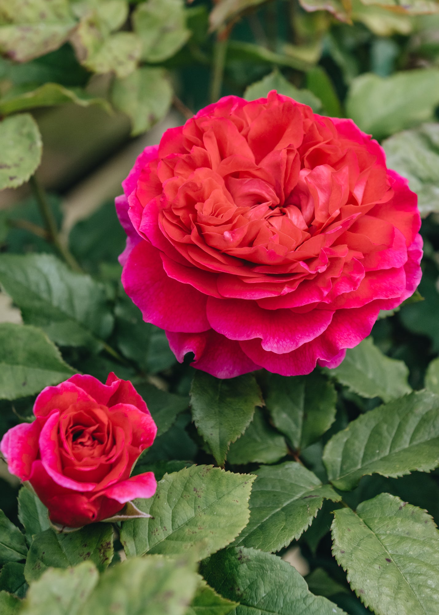 David Austin Gabriel Oak Rose | Roses | Burford Garden Co.
