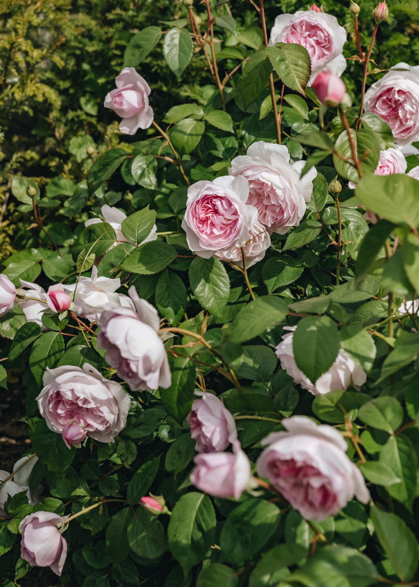 Olivia Rose Austin | David Austin Roses | Burford Garden Co.