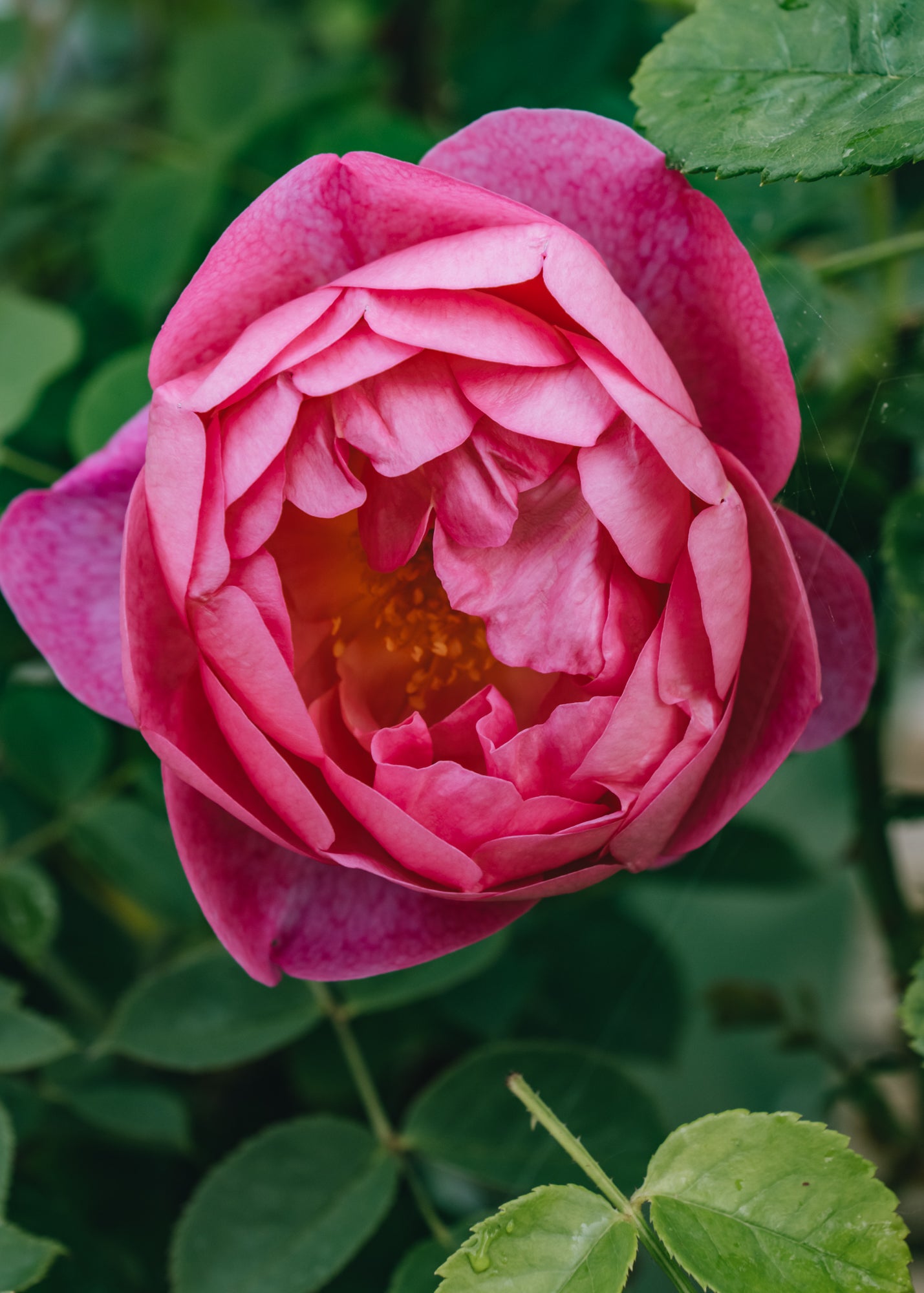 Rosa Royal Jubilee | David Austin Roses | Burford Garden Co.