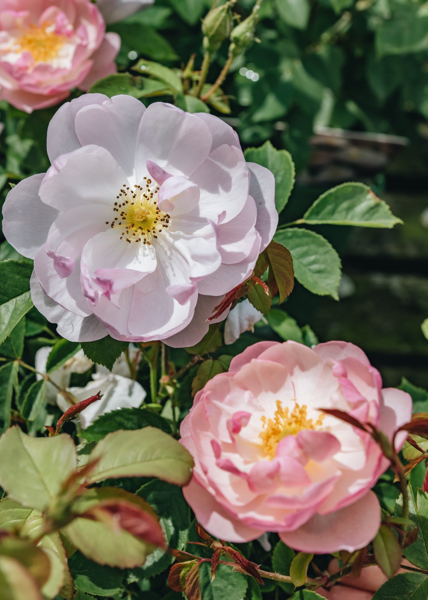 Rosa Scarborough Fair AGM | Roses | Burford Garden Co.