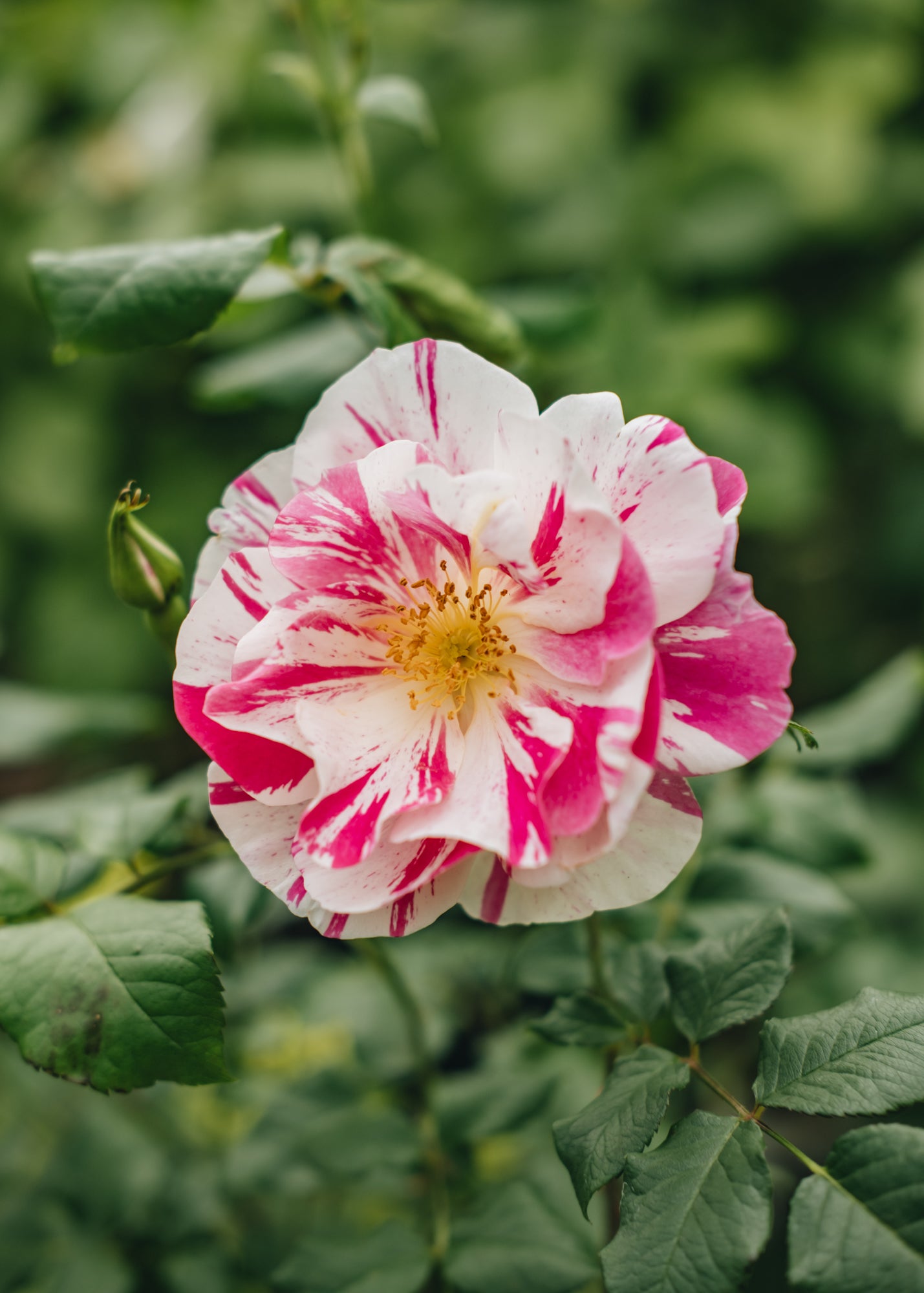 David Austin The King's Rose™ | Burford Garden Co.