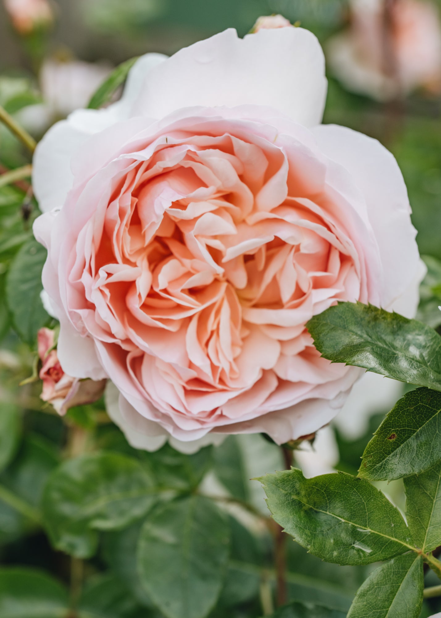 David Austin Rosa Wildeve | Burford Garden Co.