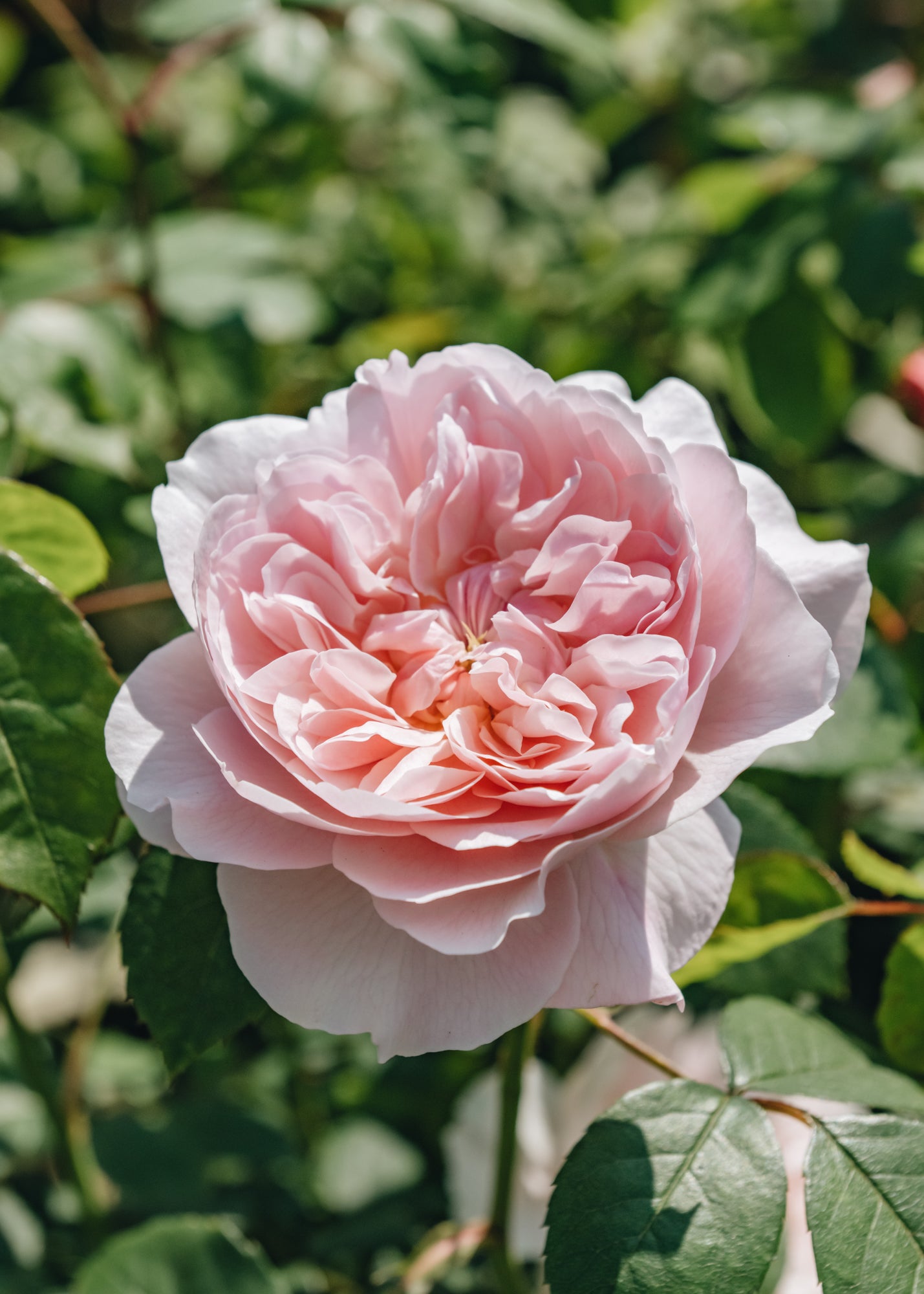 David Austin Rosa Wisley | Plants | Burford Garden Co.