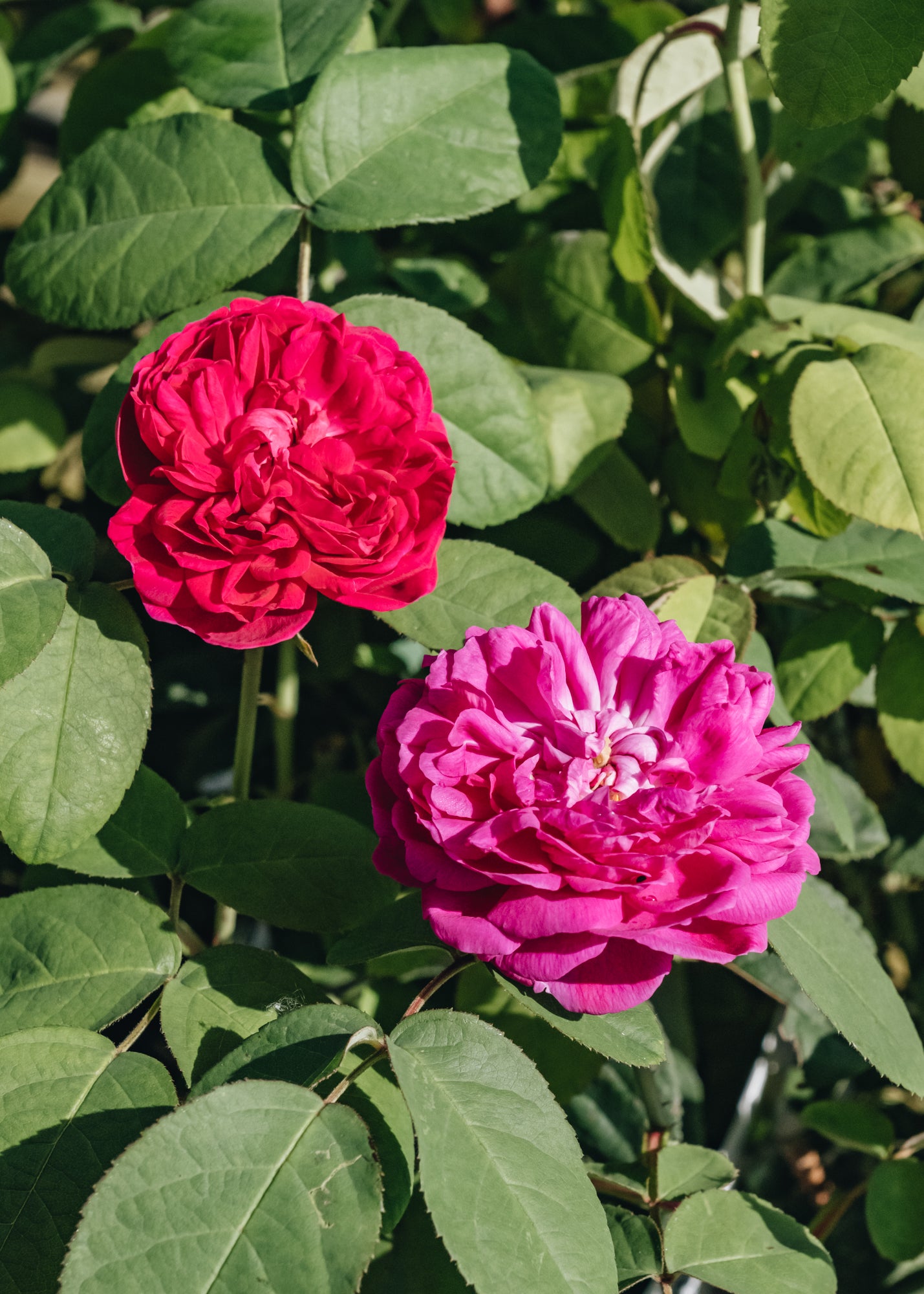 Rosa De Rêscht – Burford Garden Co.