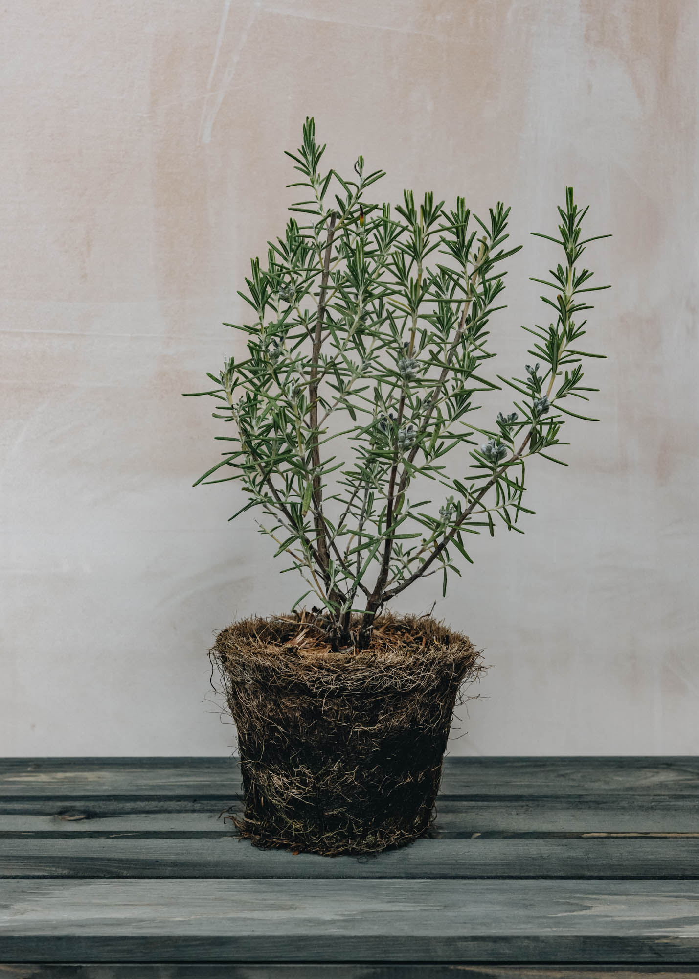 Rosemary Common, 1L – Burford Garden Co.