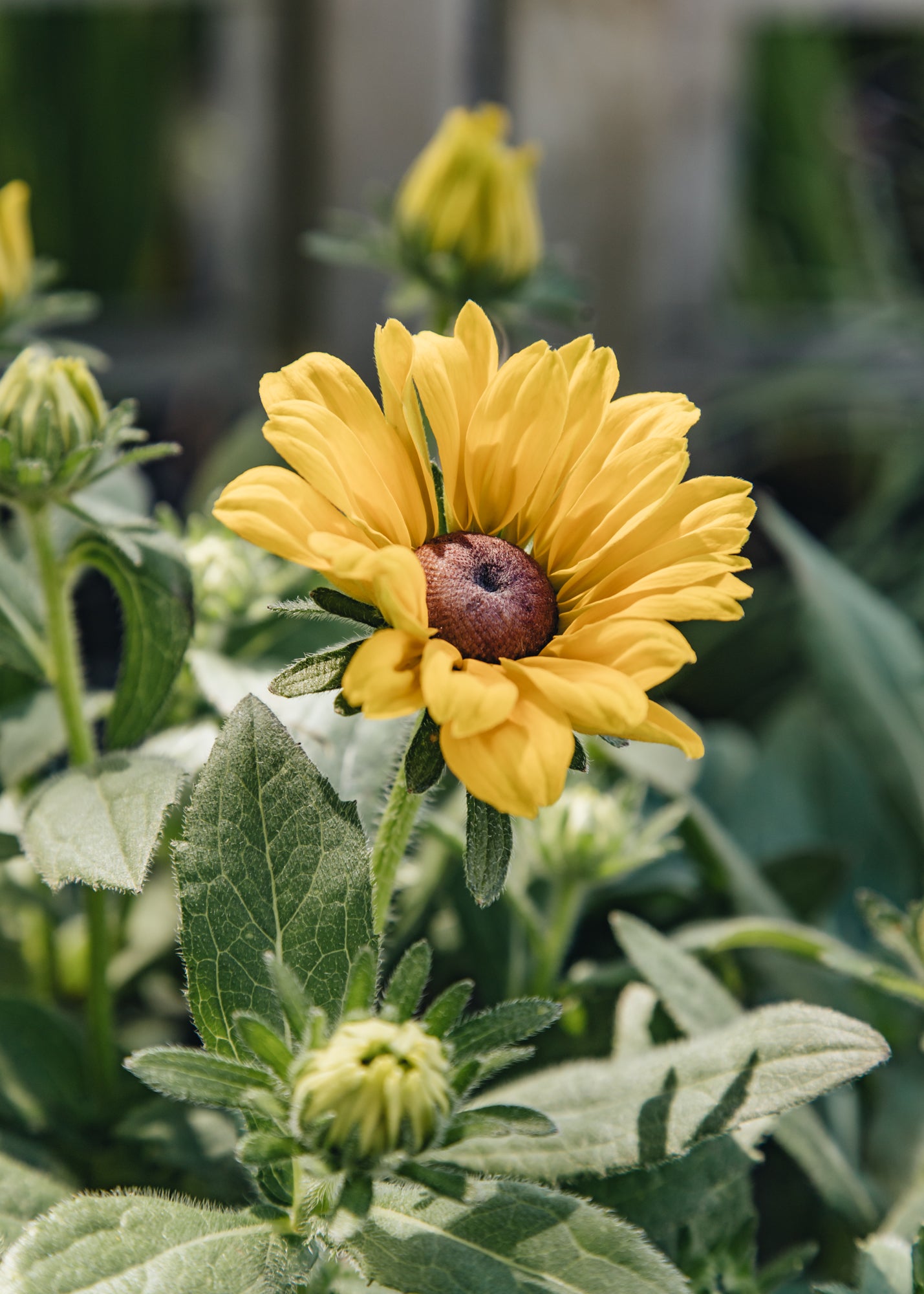Rudbeckia 'Sunburst Solar', 2/3L – Burford Garden Co.