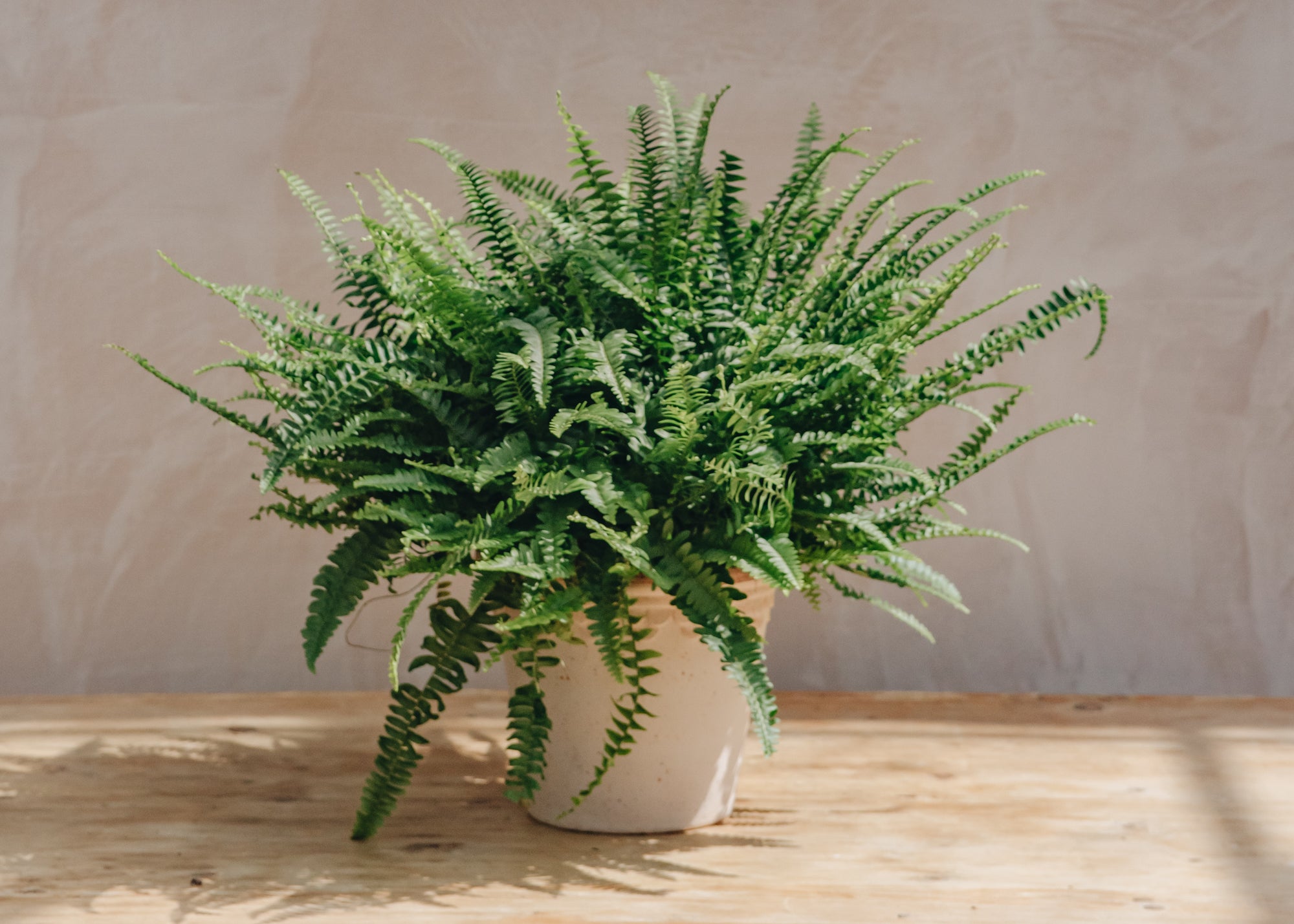 Buy Nephrolepis Green Lady | Houseplants | Burford Garden Co.