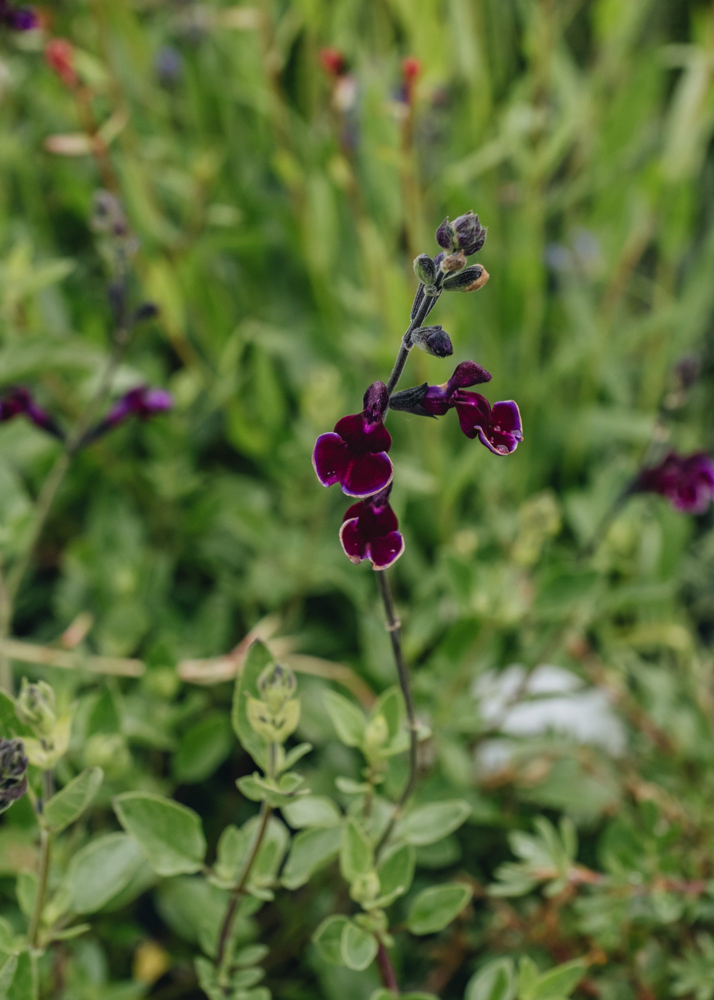 Salvia Blackberry Ripple, 2/3L – Burford Garden Co.