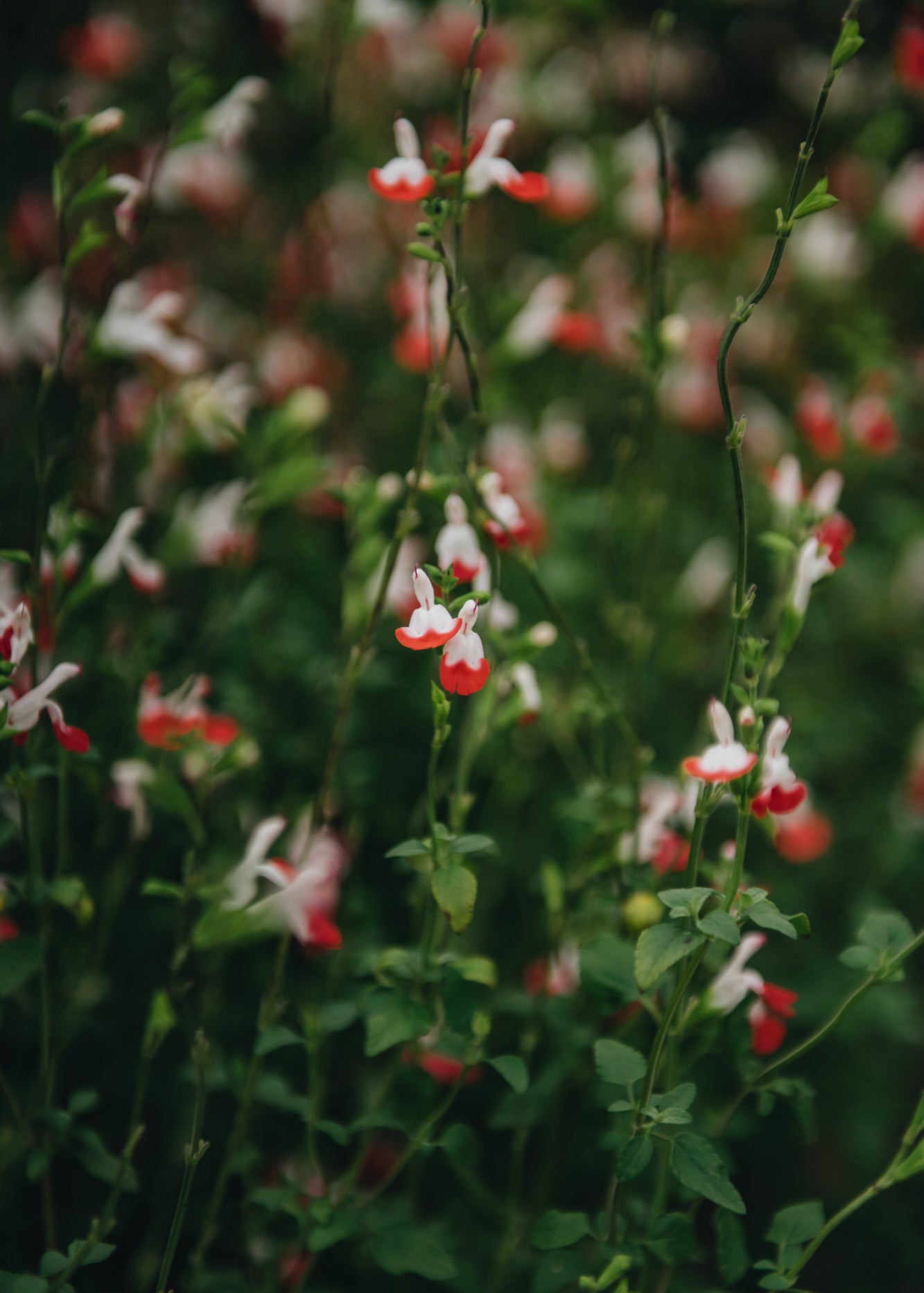 Salvia Hot Lips, 2/3L – Burford Garden Co.