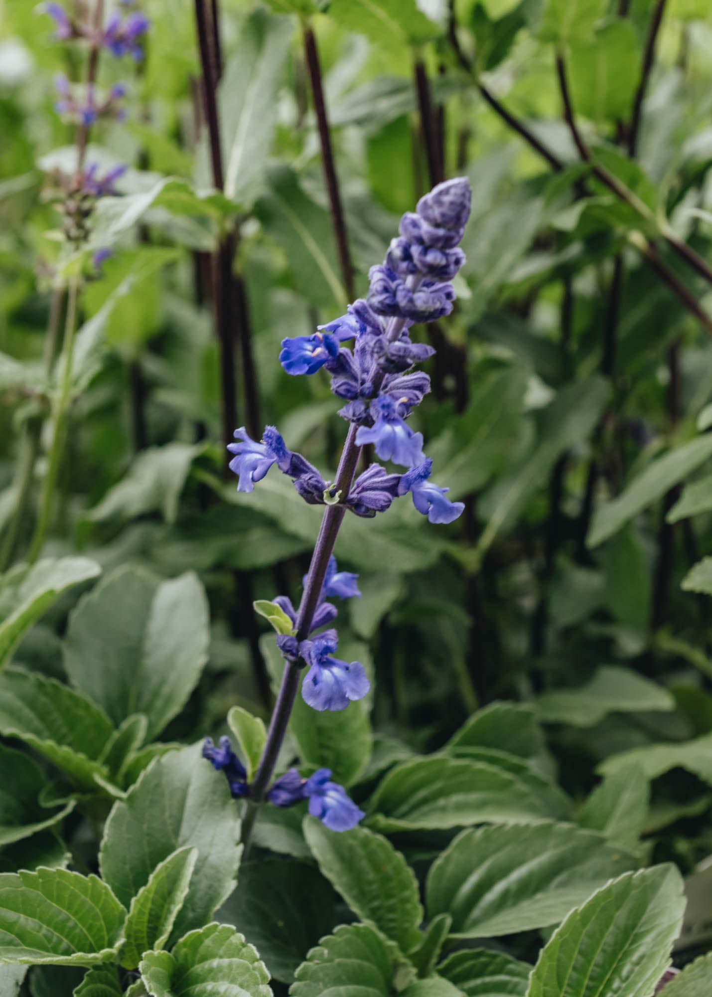 Salvia Mystic Spires, 2/3L – Burford Garden Co.