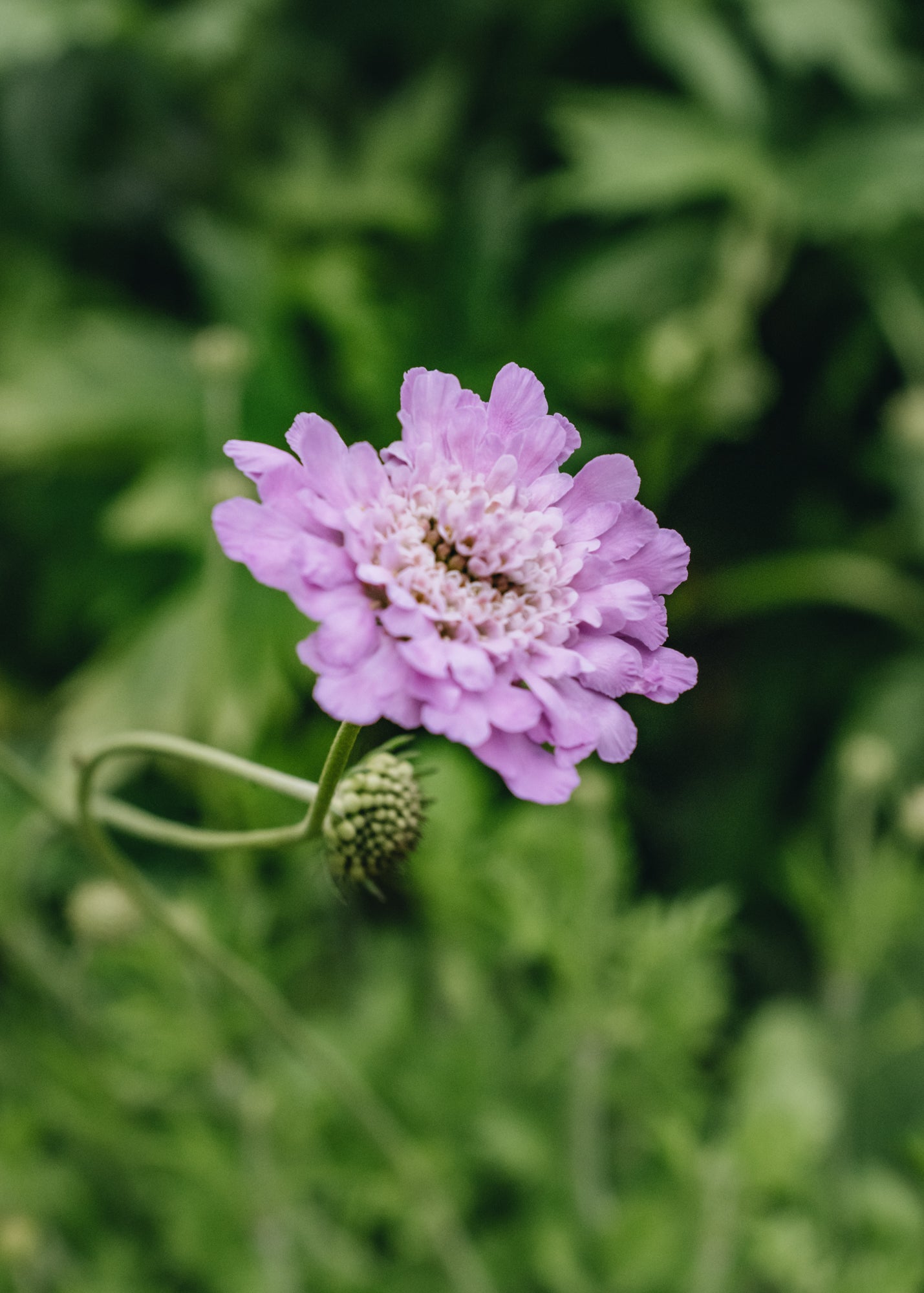 Scabiosa Kudo Pink, 2/3L – Burford Garden Co.