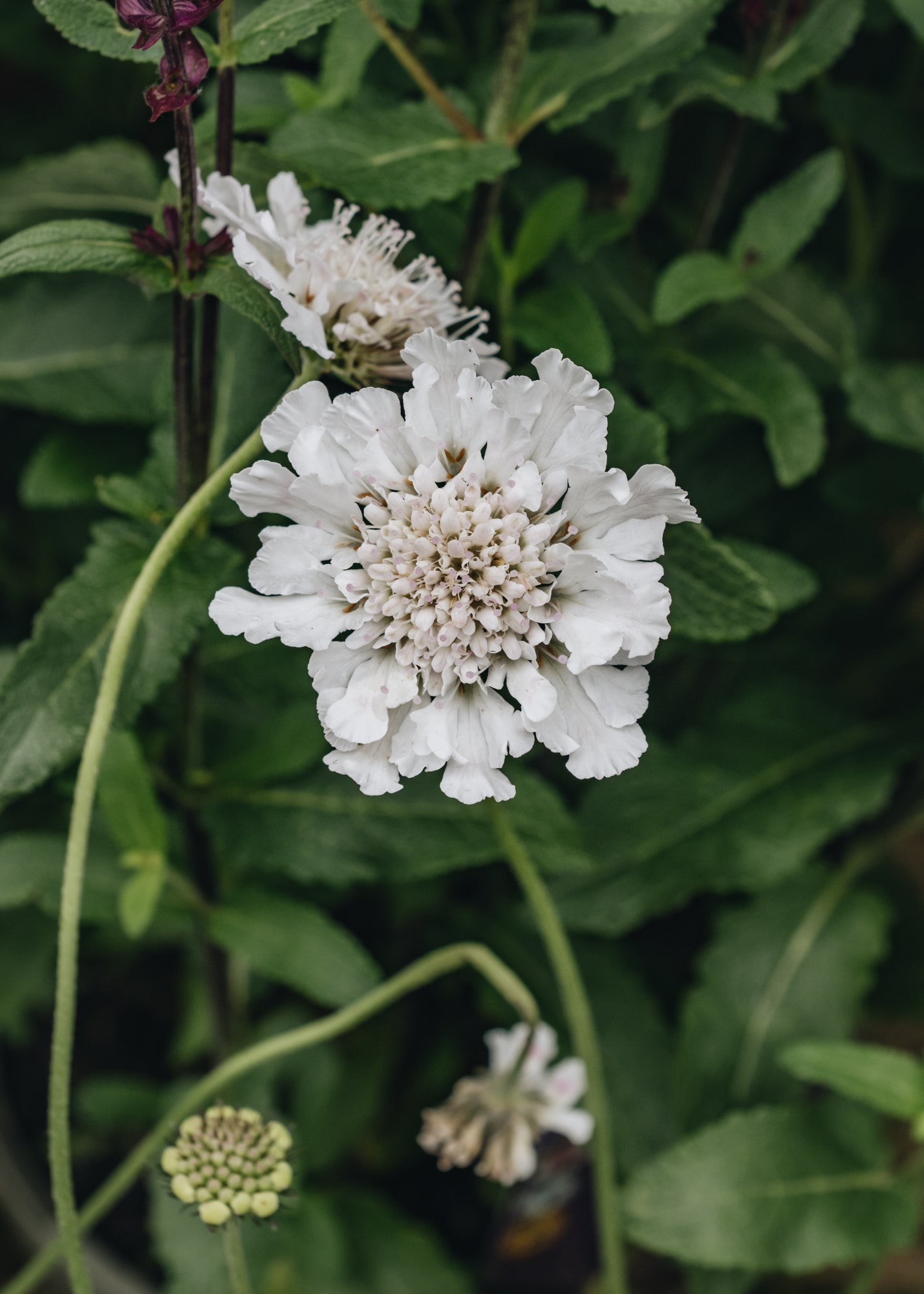 Scabiosa columbaria 'Kudo White', 2/3L – Burford Garden Co.