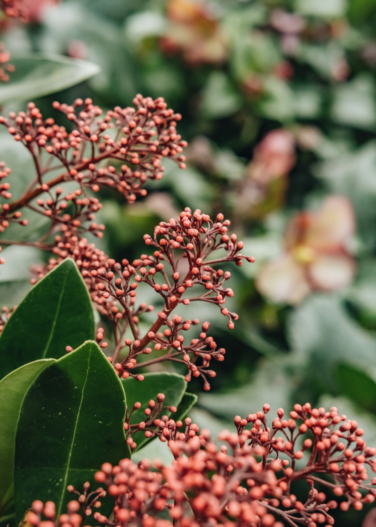 Skimmia japonica Rubella, Male, 1/2L – Burford Garden Co.