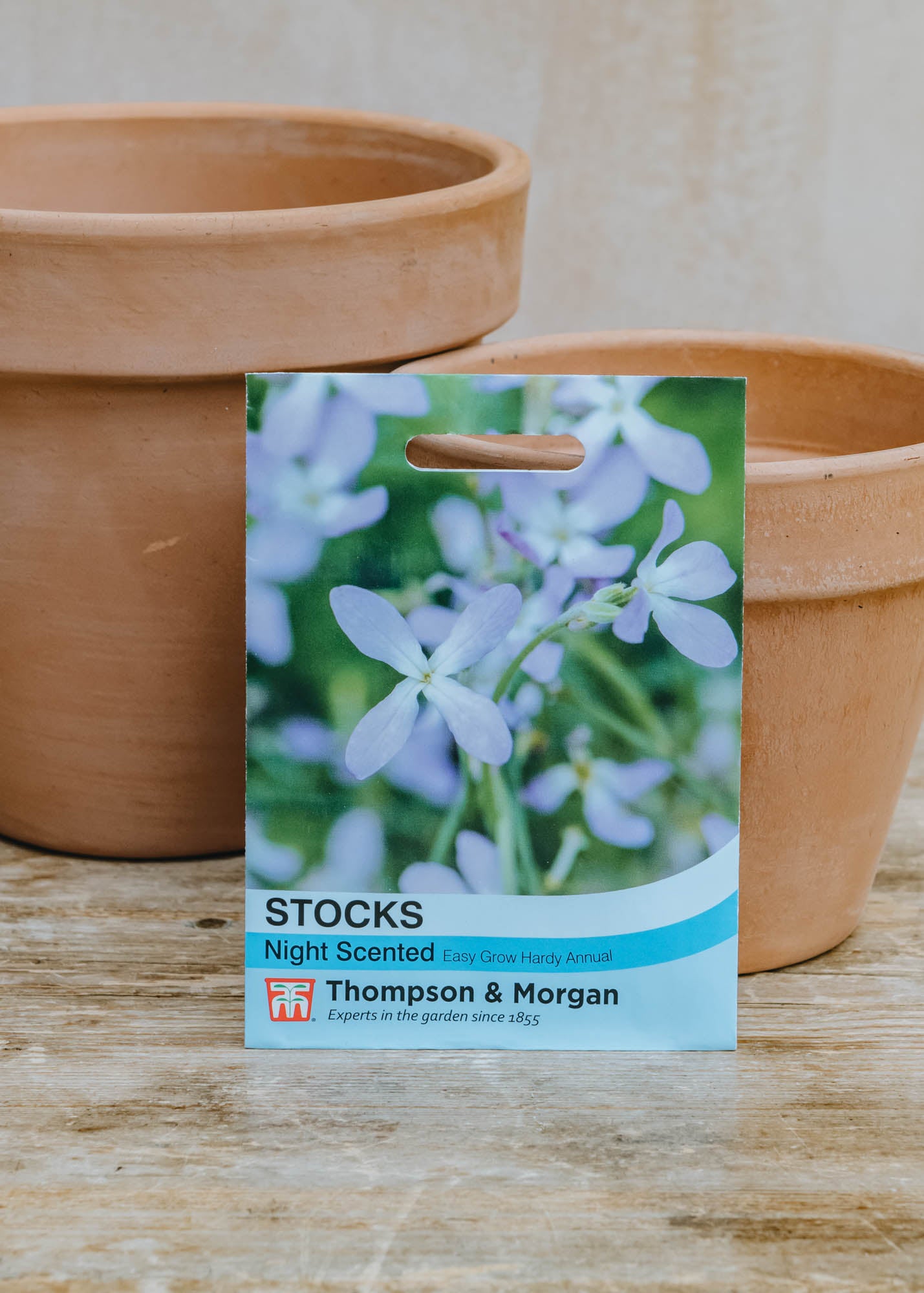 Stocks Night Scented Seeds | Burford Garden Co.