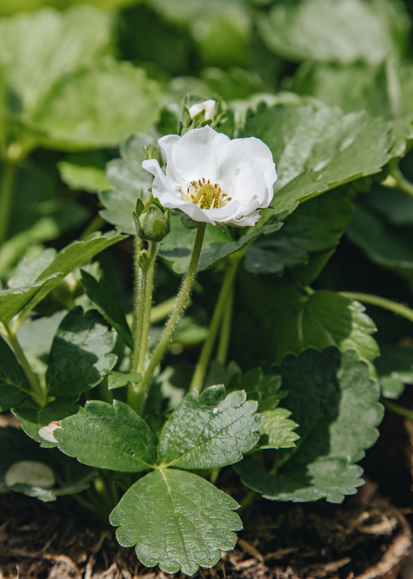 Strawberry Summer Breeze Snow, 1L – Burford Garden Co.