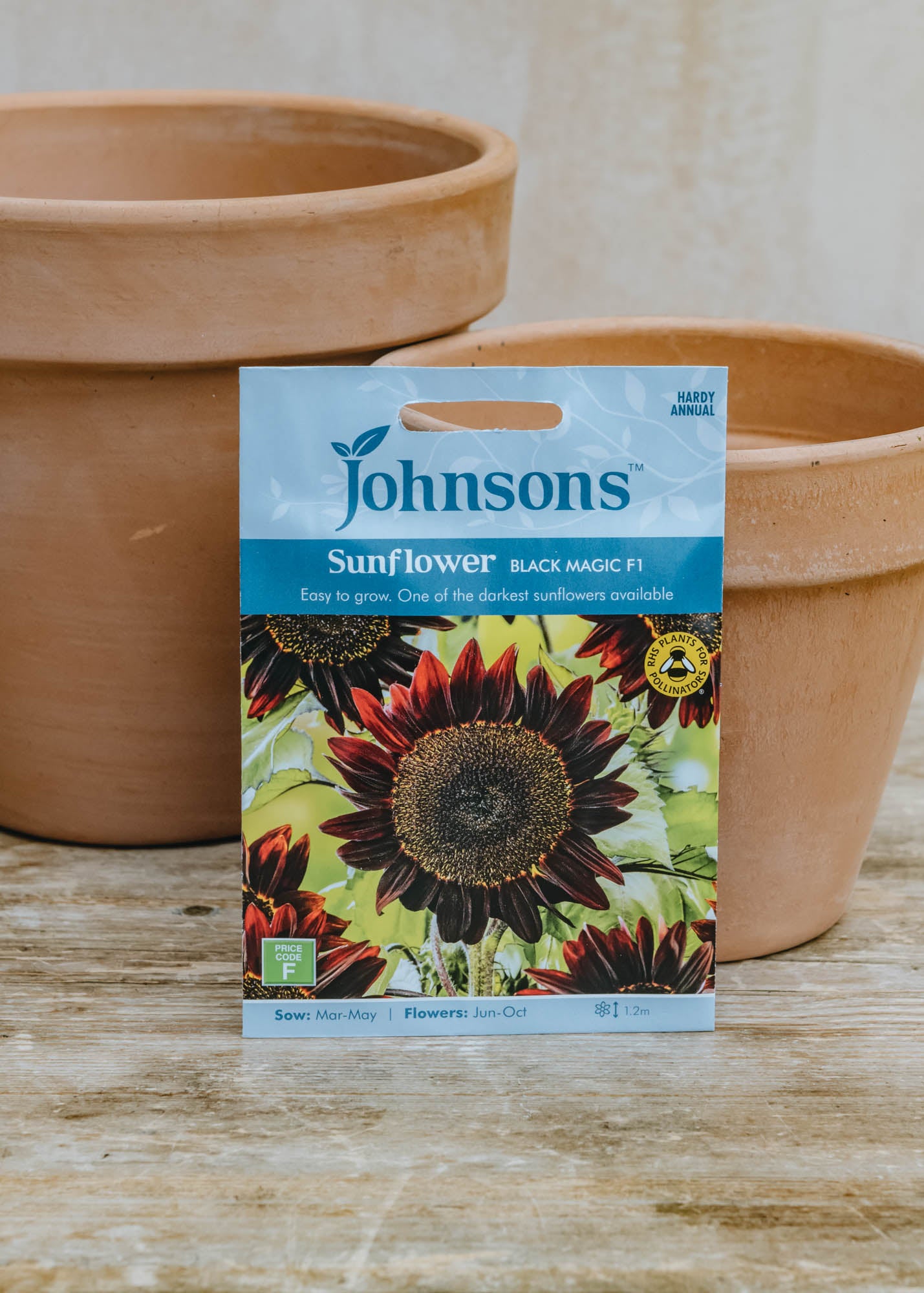 Sunflower Black Magic F1 Seeds | Burford Garden Co.