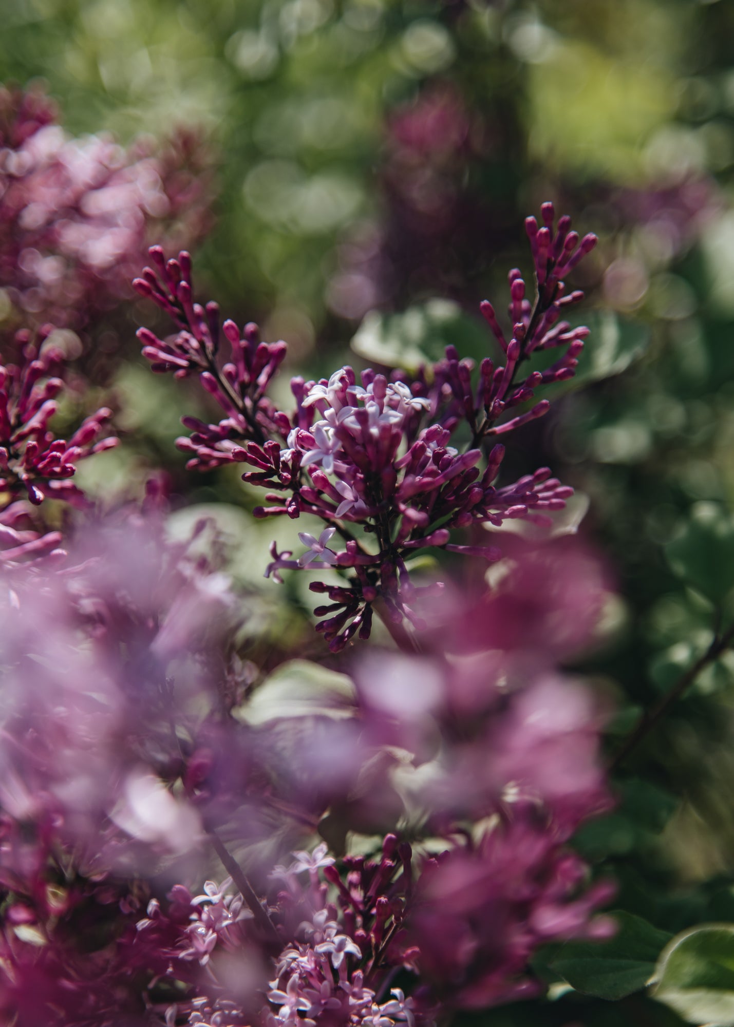 Syringa Red Pixie, 2L – Burford Garden Co.