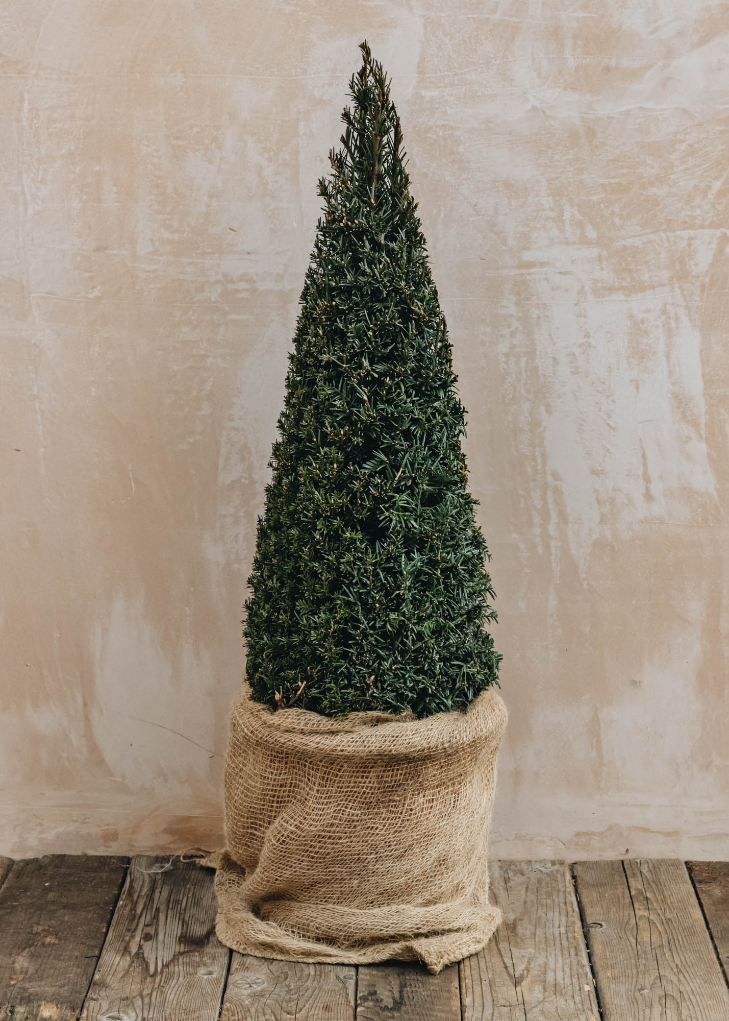 Taxus Baccata Clipped Pyramid 26cm | Burford Garden Co.