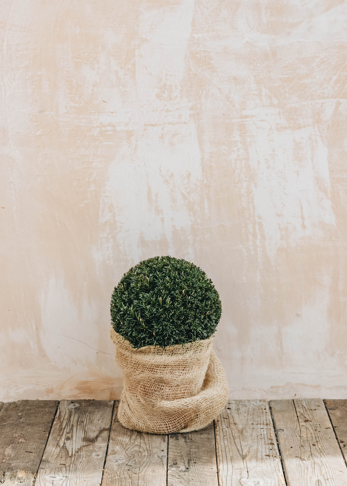 Taxus x media groenland Clipped Ball 20cm – Burford Garden Co.