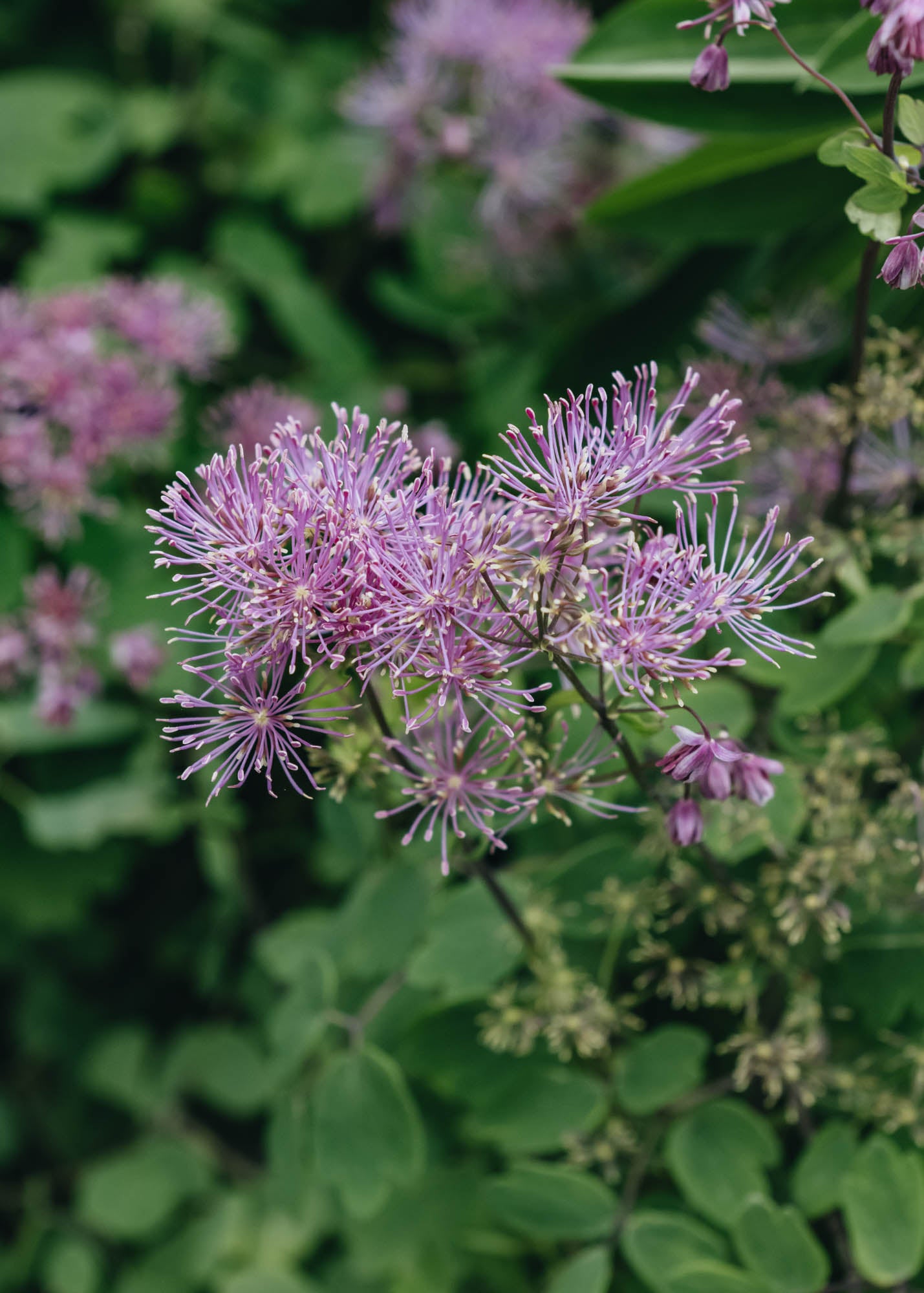 Thalictrum aquilegiifolium 'Thundercloud' – Burford Garden Co.