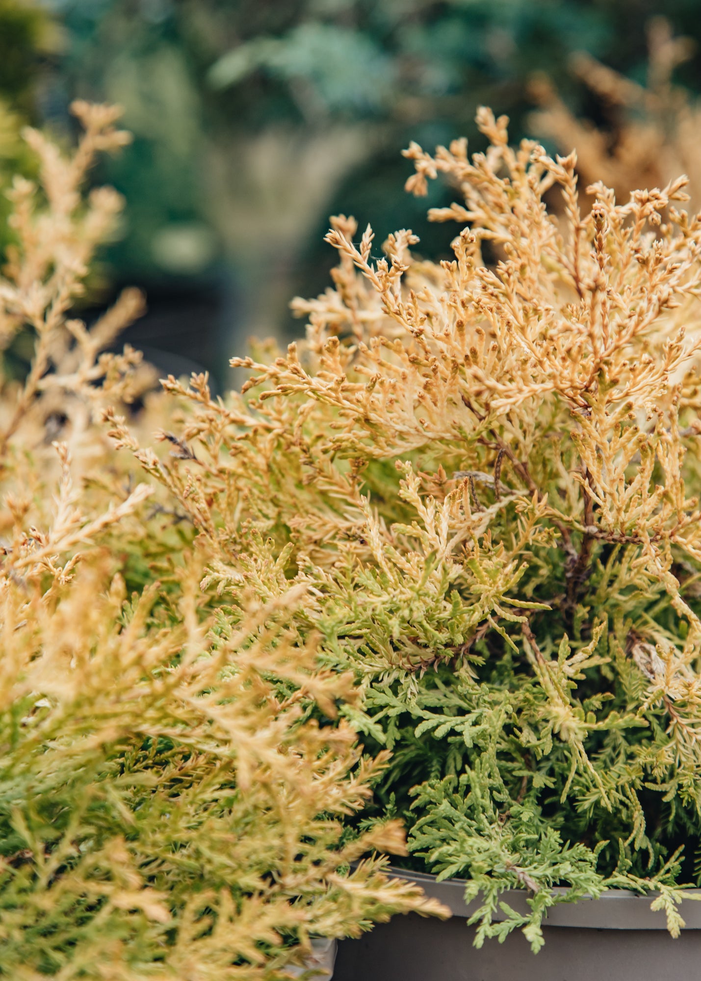 Thuja occidentalis Rheingold, 3L – Burford Garden Co.