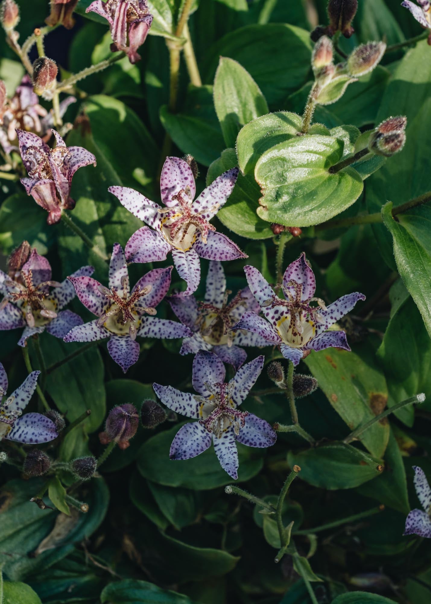 Tricyrtis Pink Freckles 3L | Burford Garden Co.