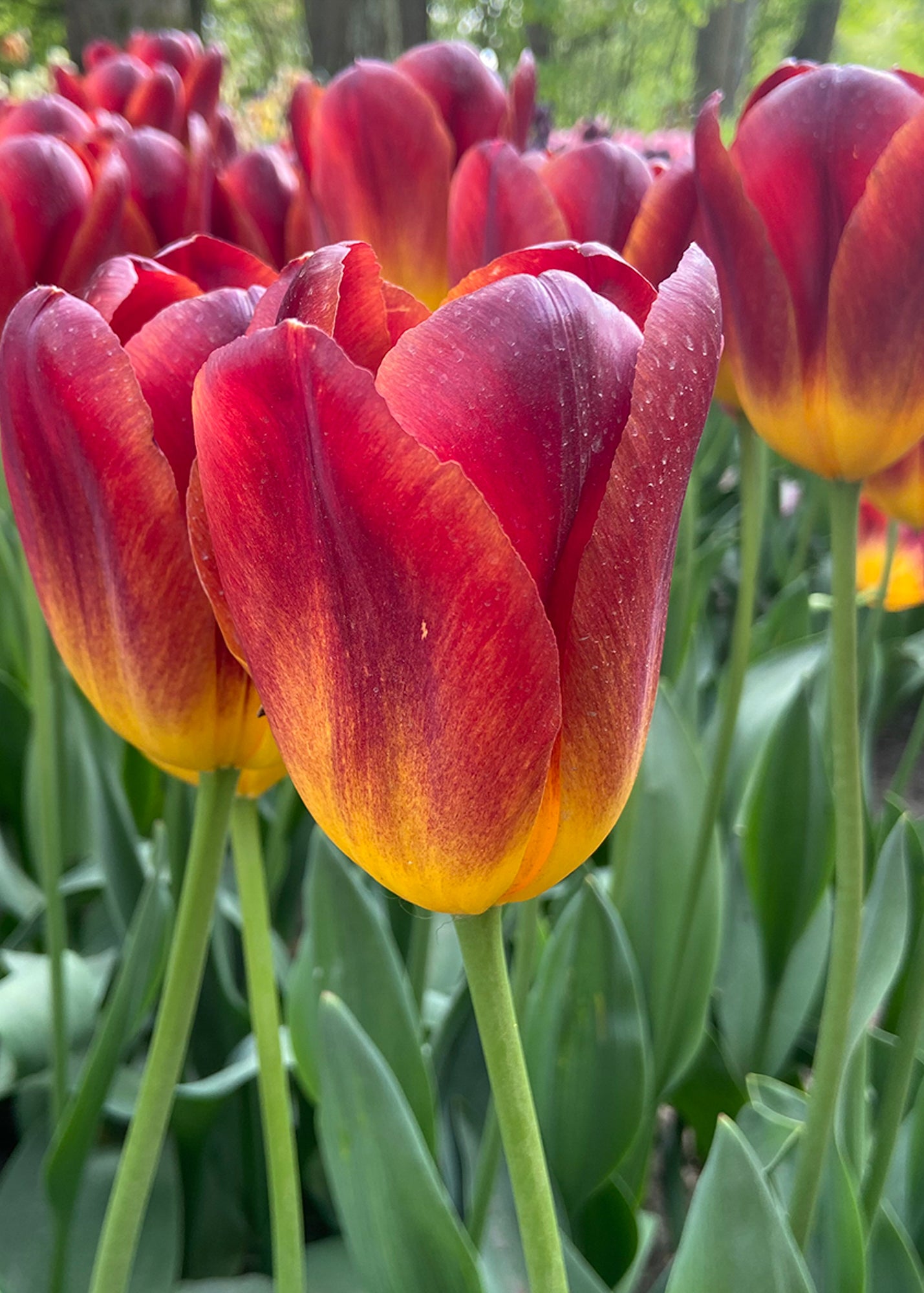 Tulipa Amber Glow Bulbs – Burford Garden Co.