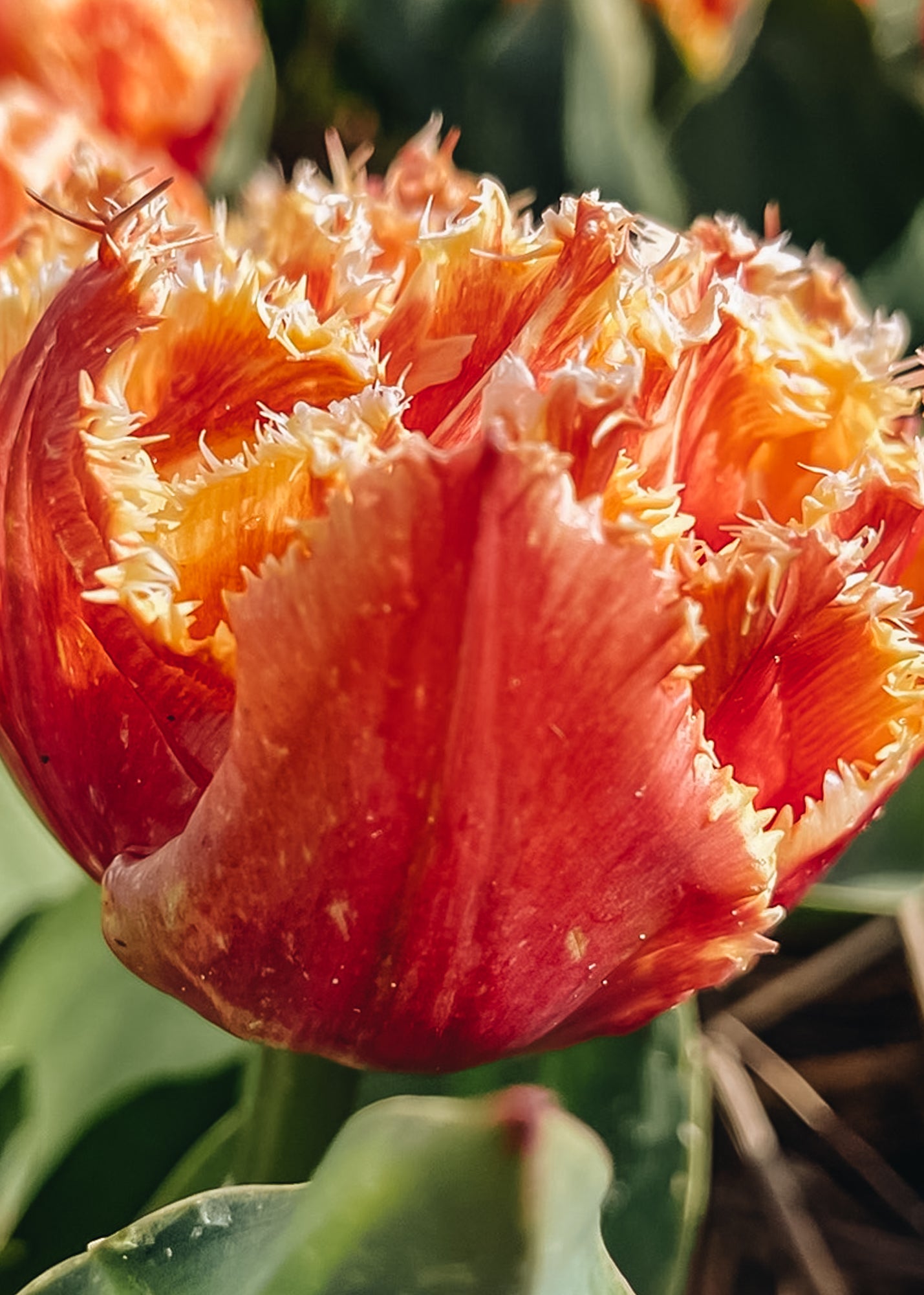 Tulipa Brisbane Bulbs – Burford Garden Co.