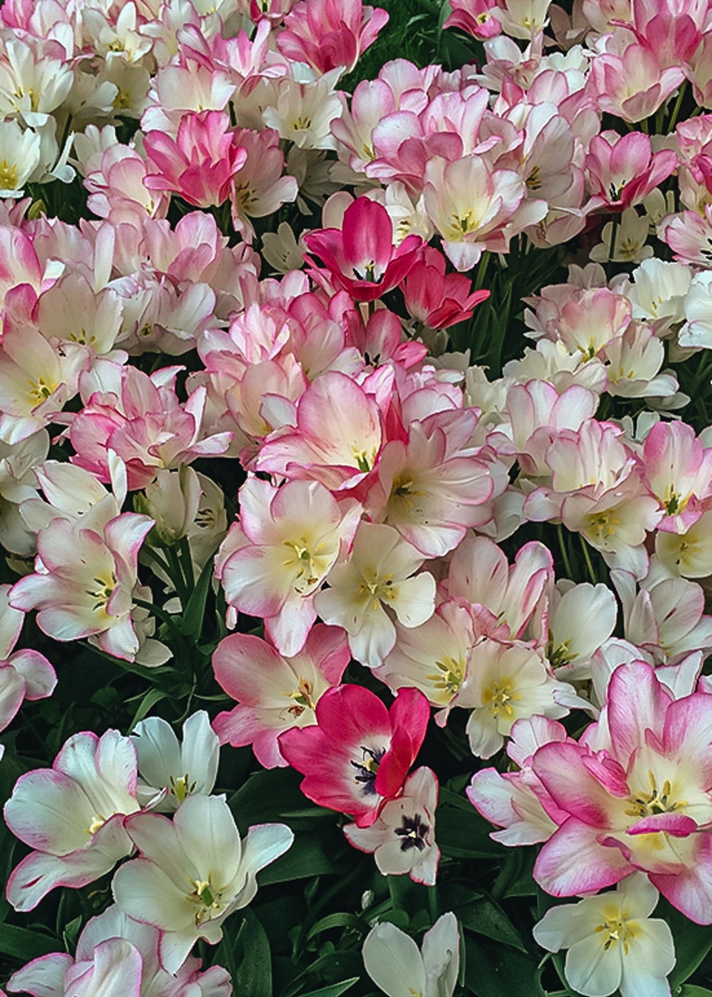 Tulipa Candy Club Bulbs – Burford Garden Co.