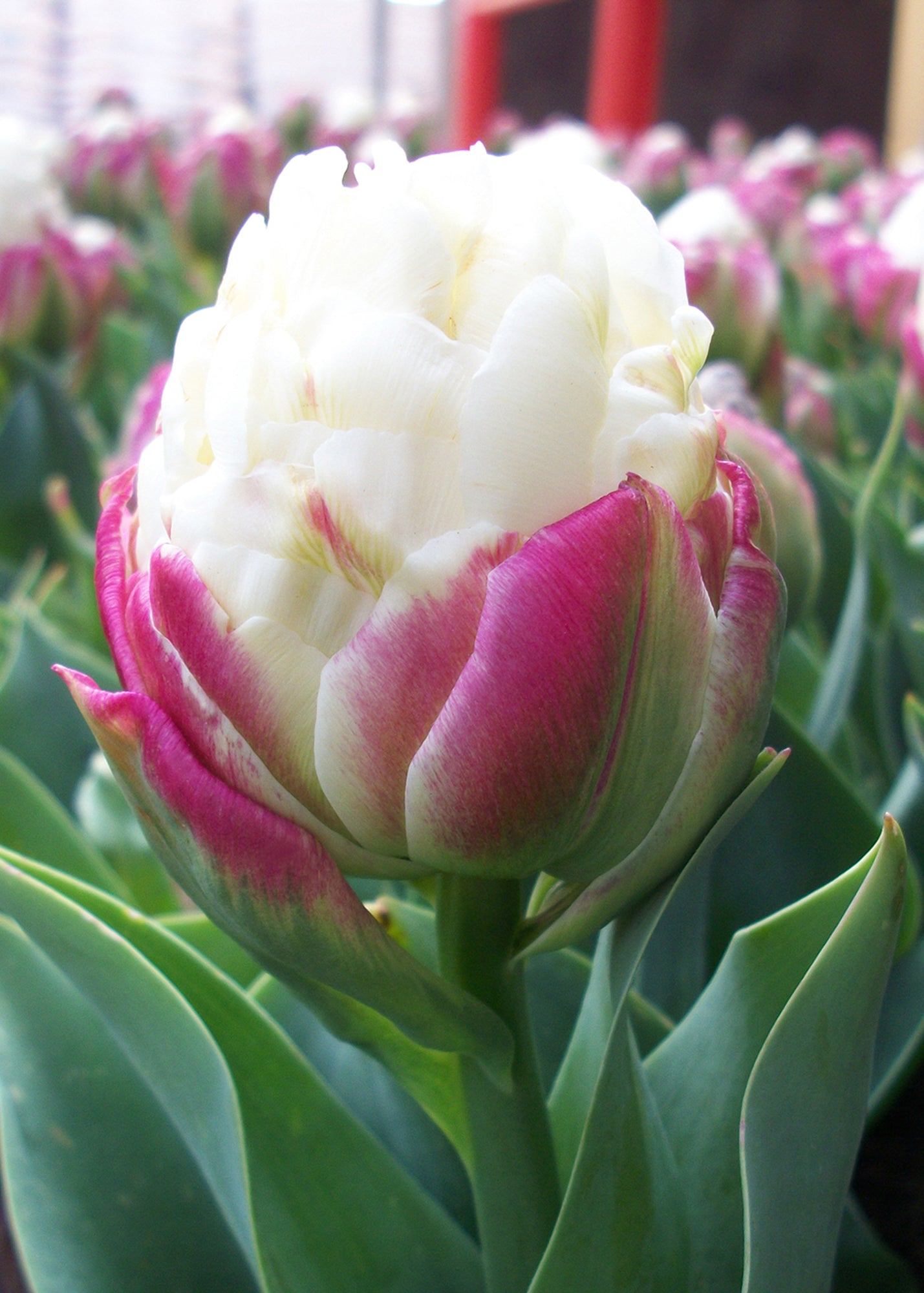 Tulipa Ice Cream Bulbs – Burford Garden Co.