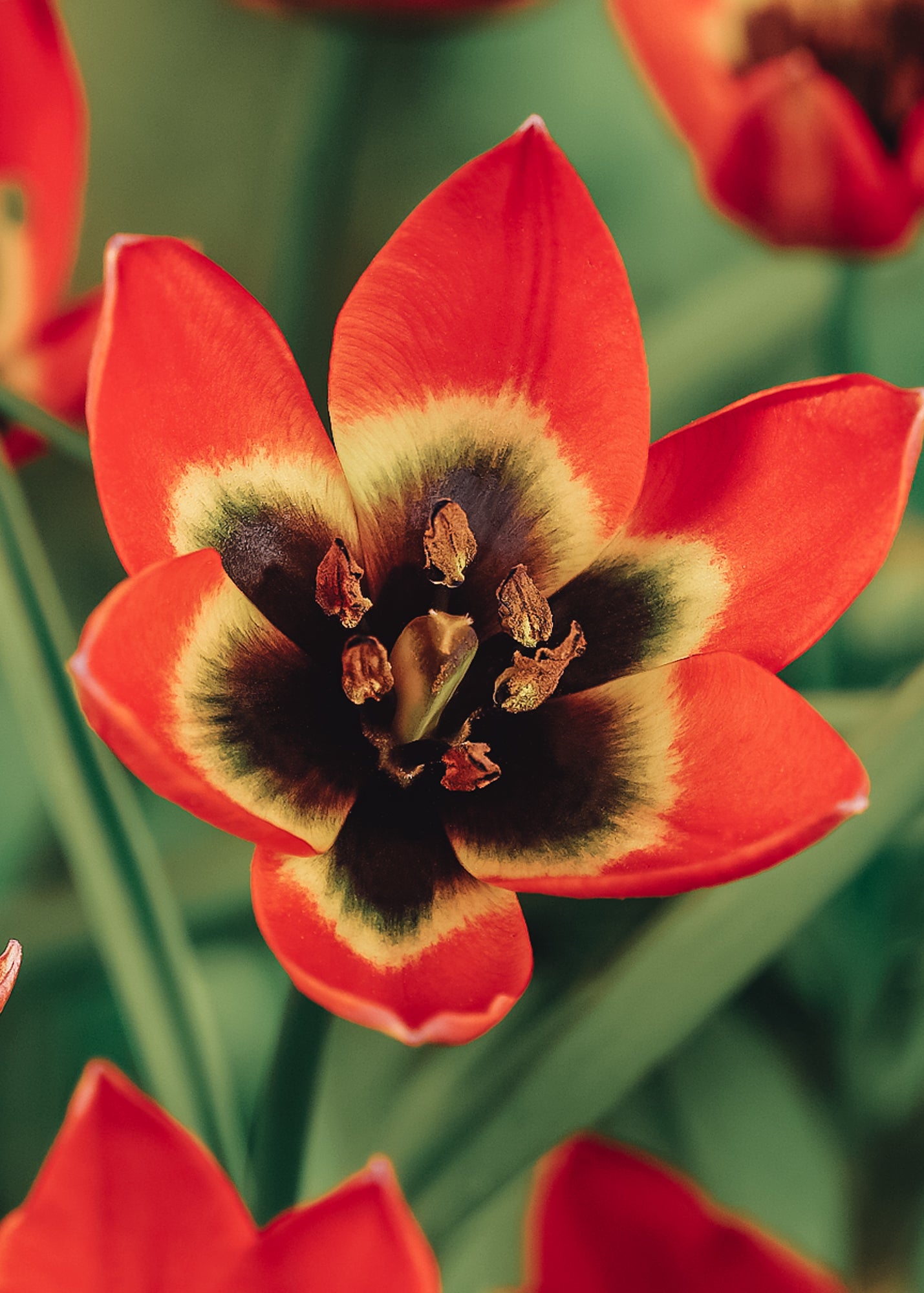 Tulipa Little Princess Bulbs – Burford Garden Co.